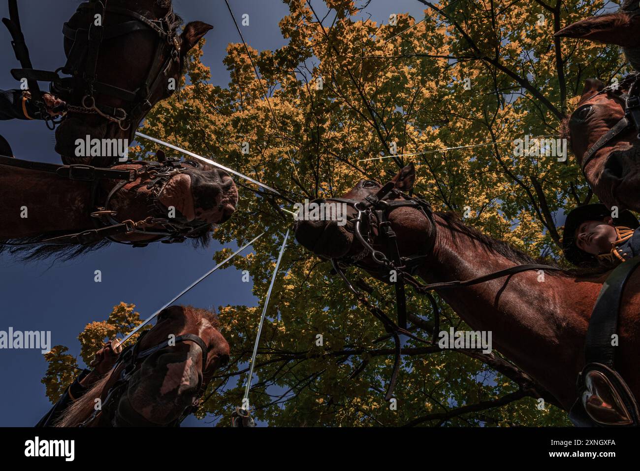 The 1st Infantry Division, Headquarters and Headquarters Battalion ...