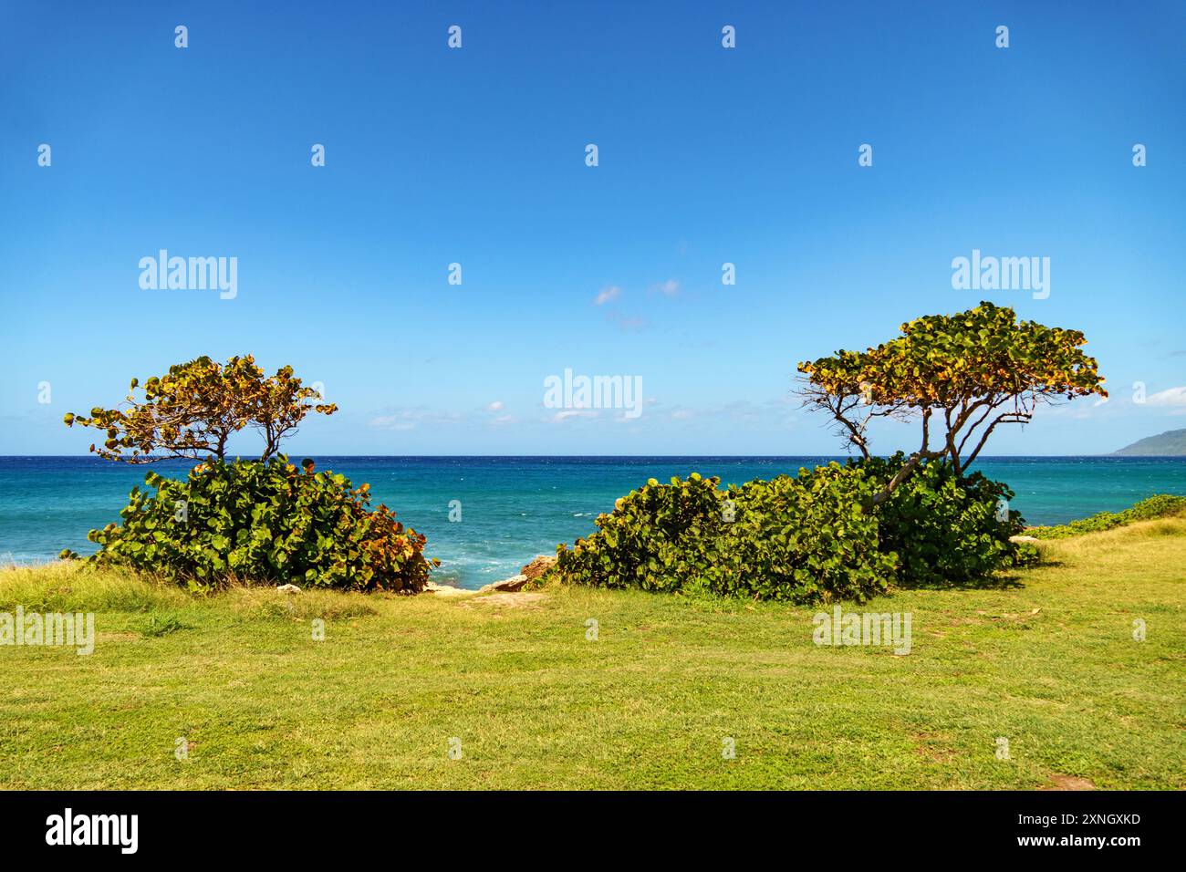 Two beautiful trees on field hi-res stock photography and images - Alamy