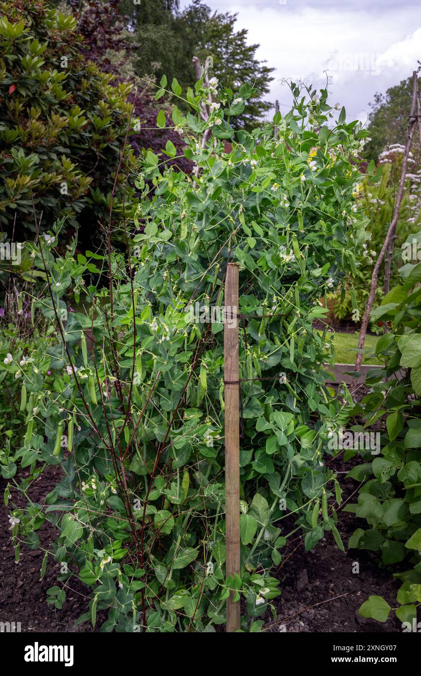 Pisum sativum, Lathyrus oleraceus or garden peas growing in the ...