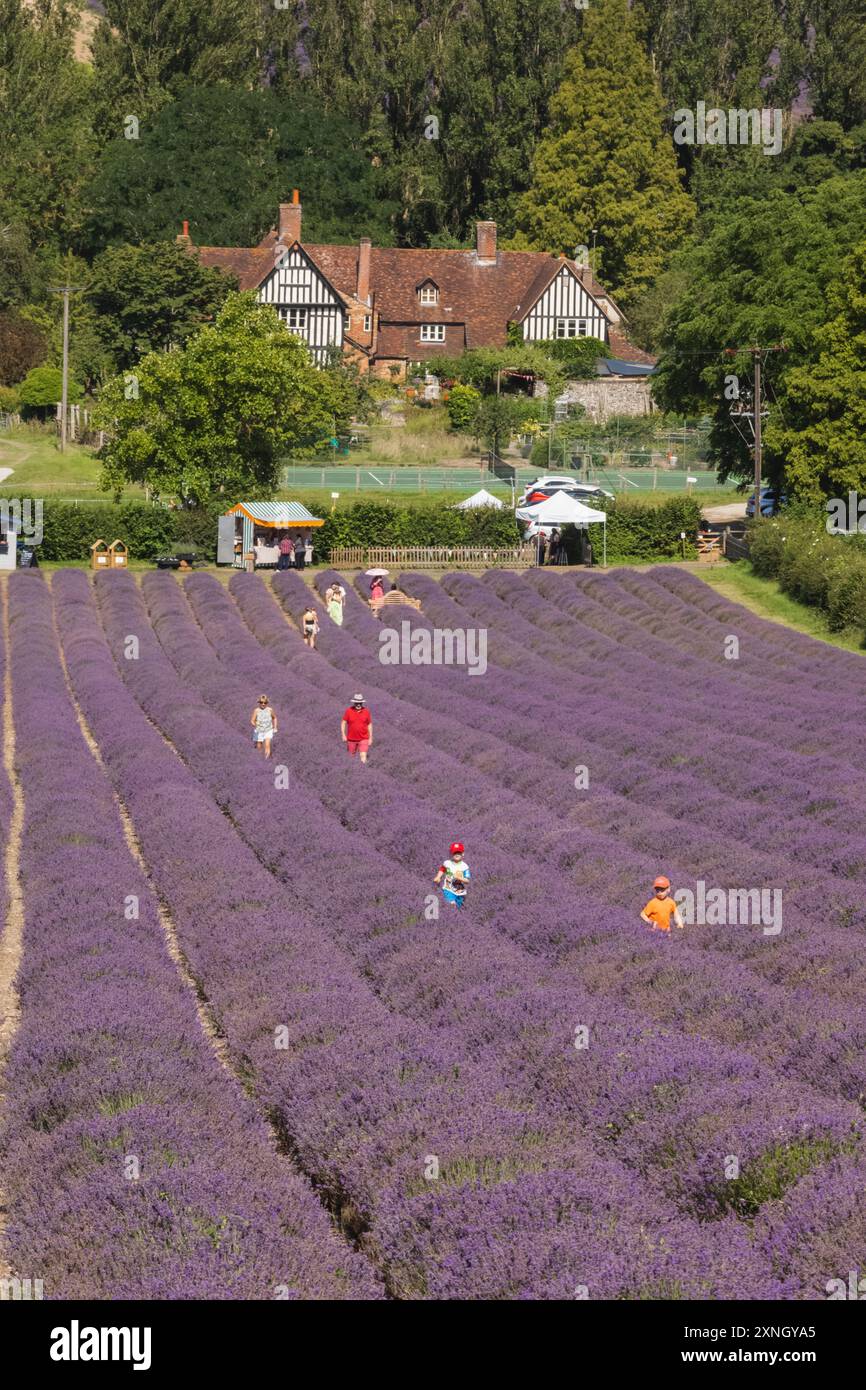 England, Kent, Lavender Fields at Castle Farm near Sevenoaks Stock ...