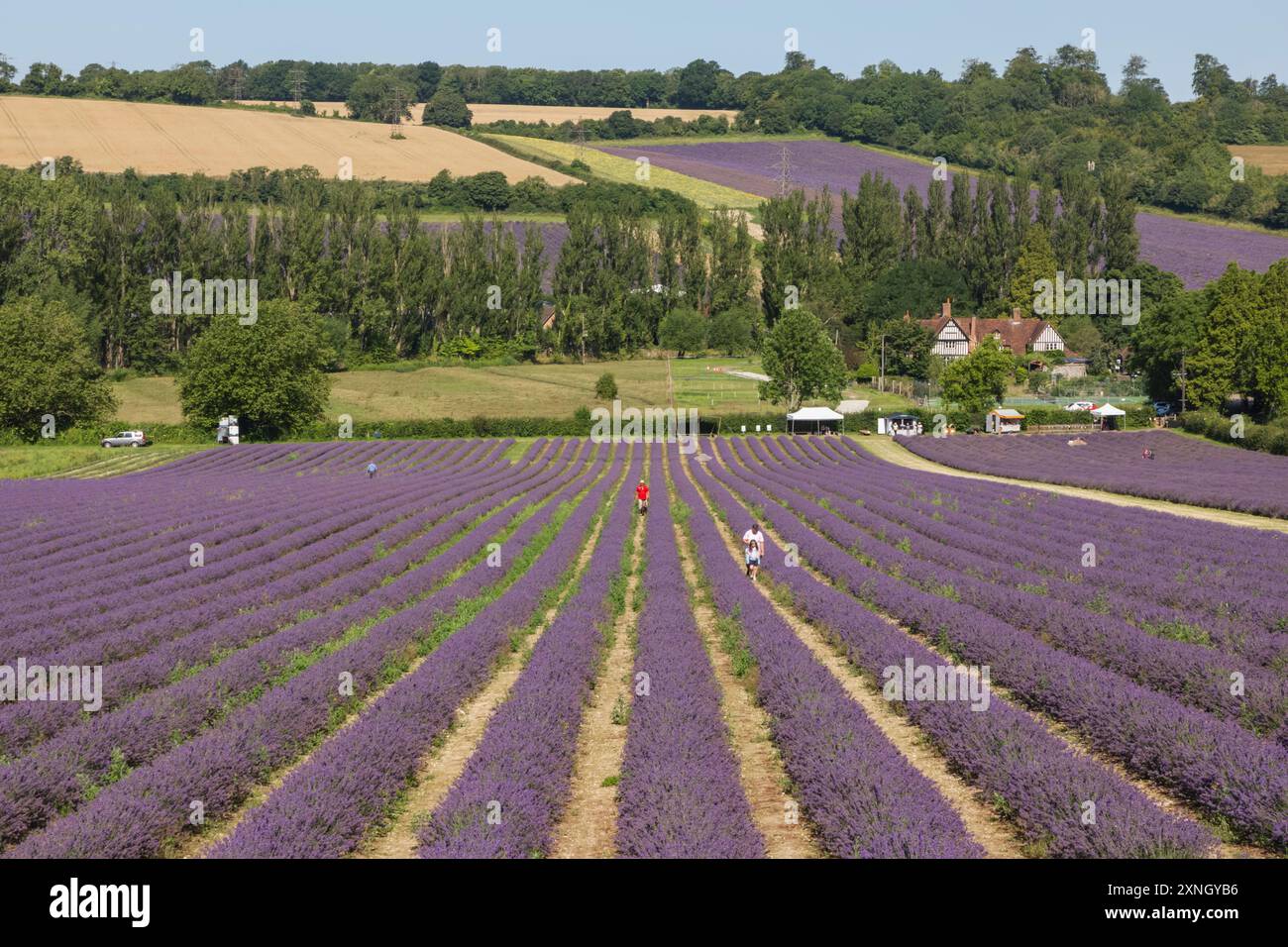 Lavender at castle farm near sevenoaks hi-res stock photography and ...