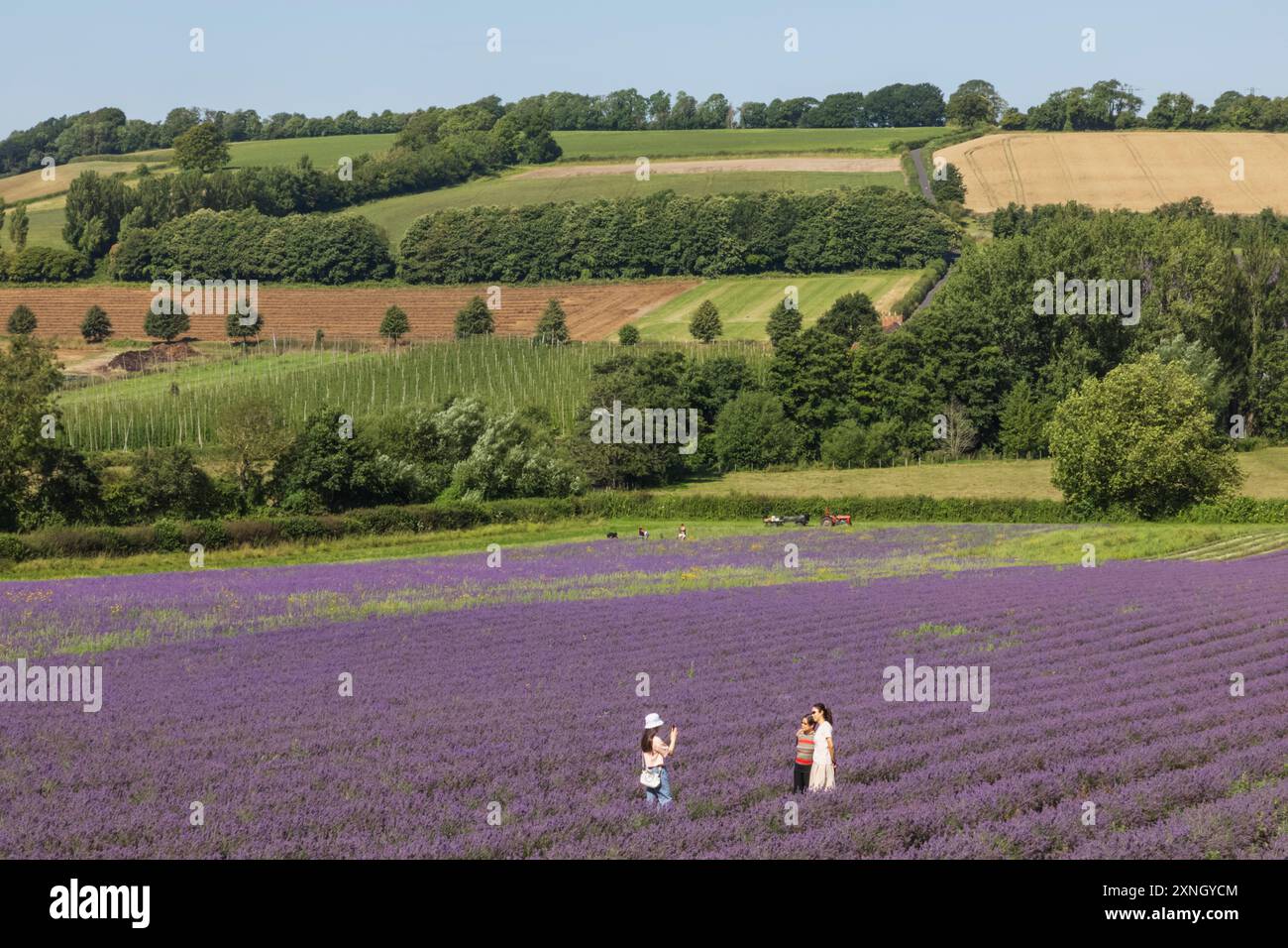 Lavender at castle farm near sevenoaks hi-res stock photography and ...