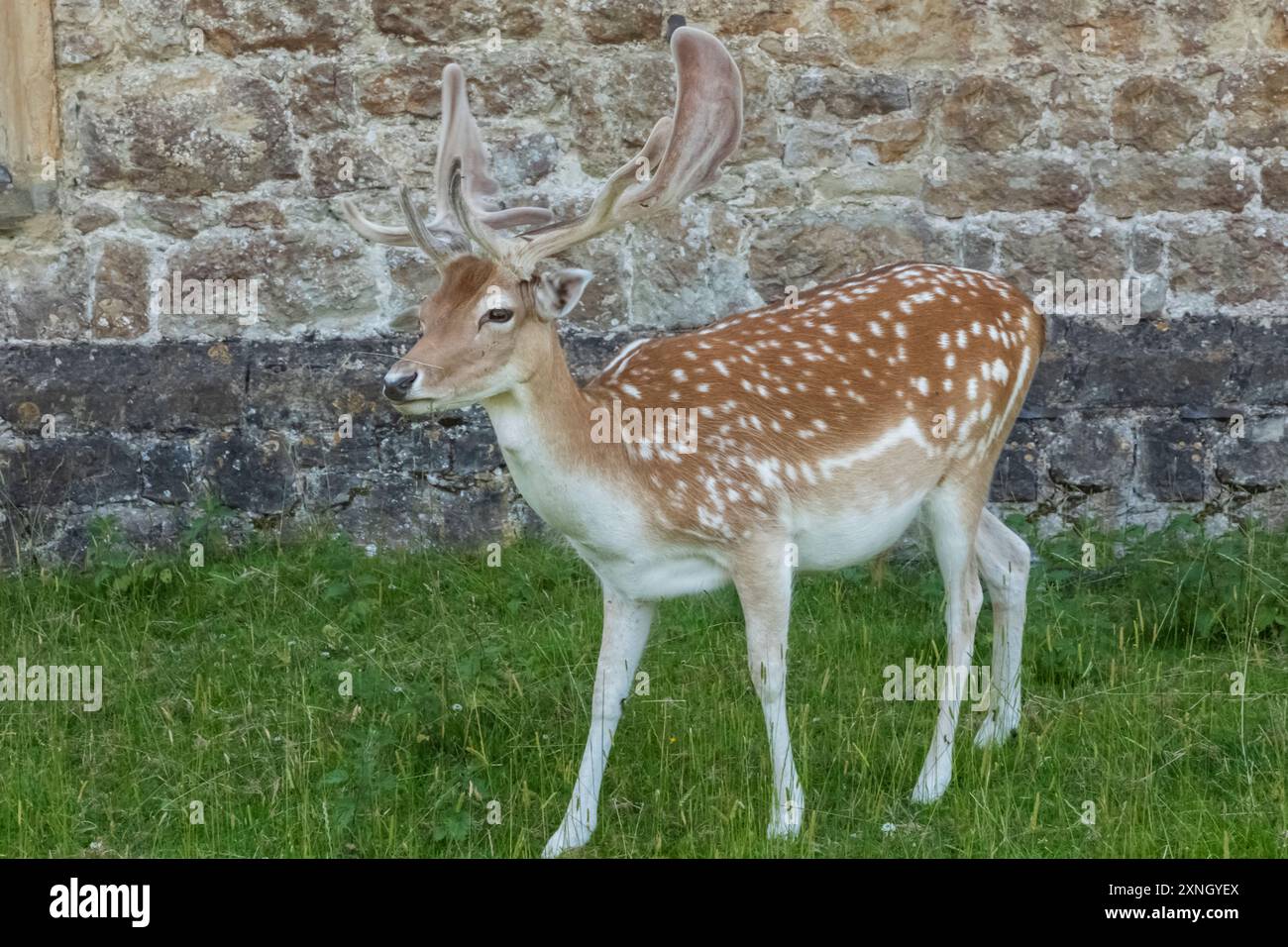 England, Kent, Sevenoaks, Knole House, Deer and the Wall of Knole House ...