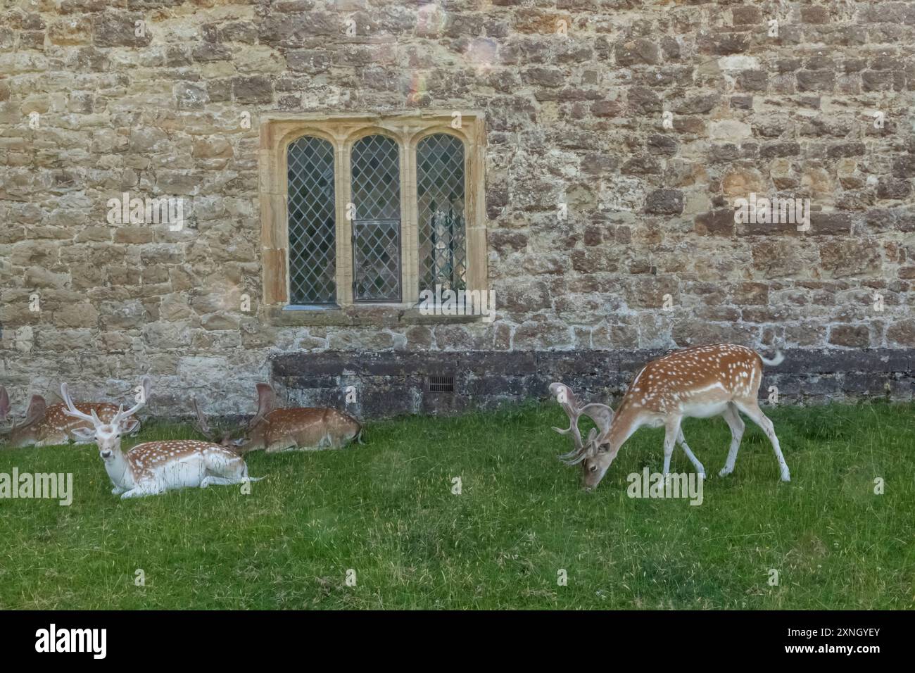 England, Kent, Sevenoaks, Knole House, Deer and the Wall of Knole House ...