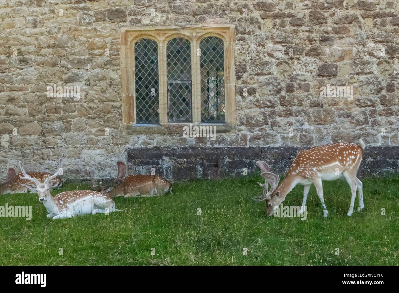 England, Kent, Sevenoaks, Knole House, Deer and the Wall of Knole House ...