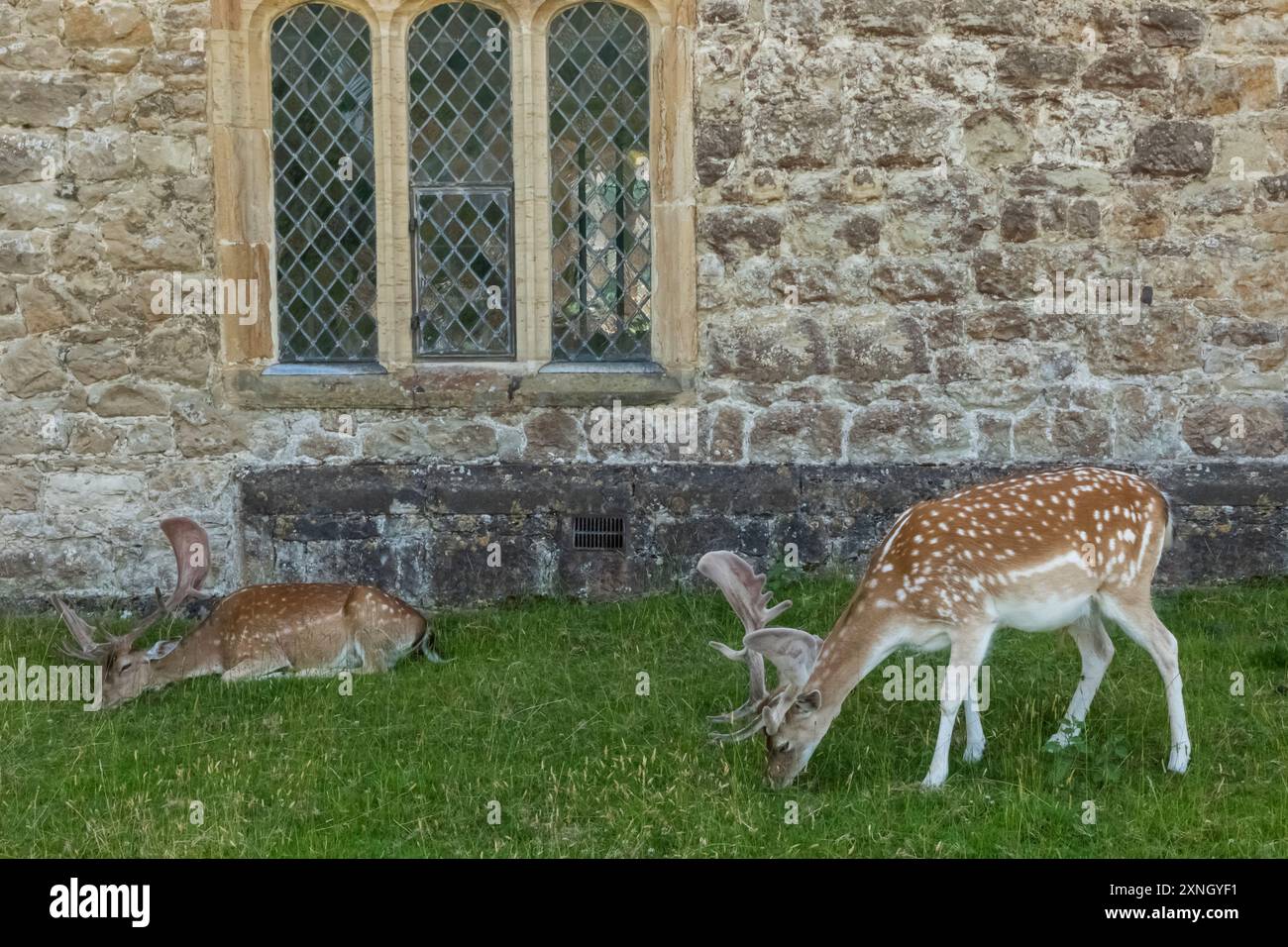 England, Kent, Sevenoaks, Knole House, Deer and the Wall of Knole House ...