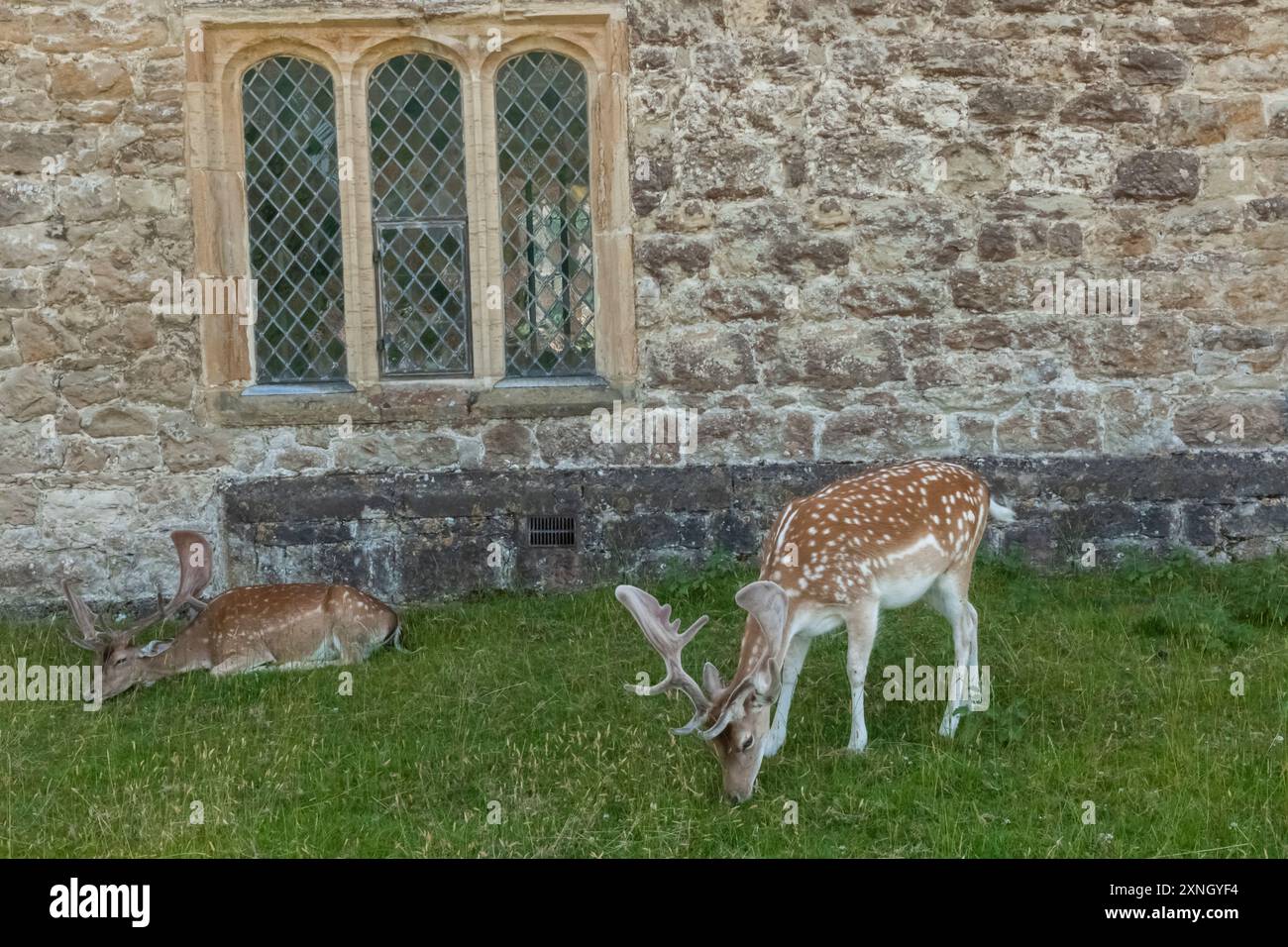 England, Kent, Sevenoaks, Knole House, Deer and the Wall of Knole House ...