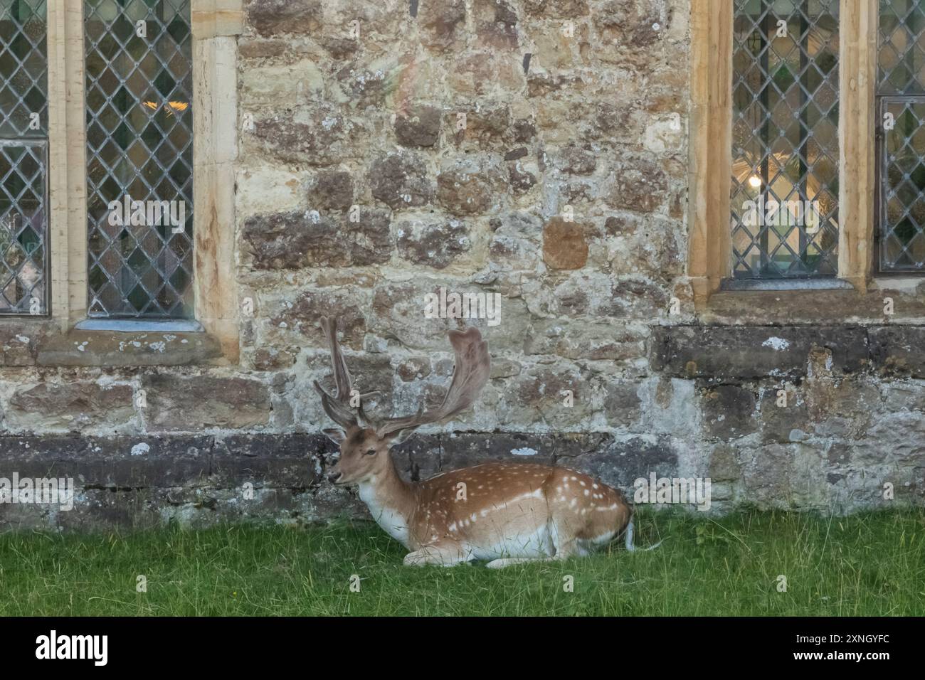England, Kent, Sevenoaks, Knole House, Deer and the Wall of Knole House ...