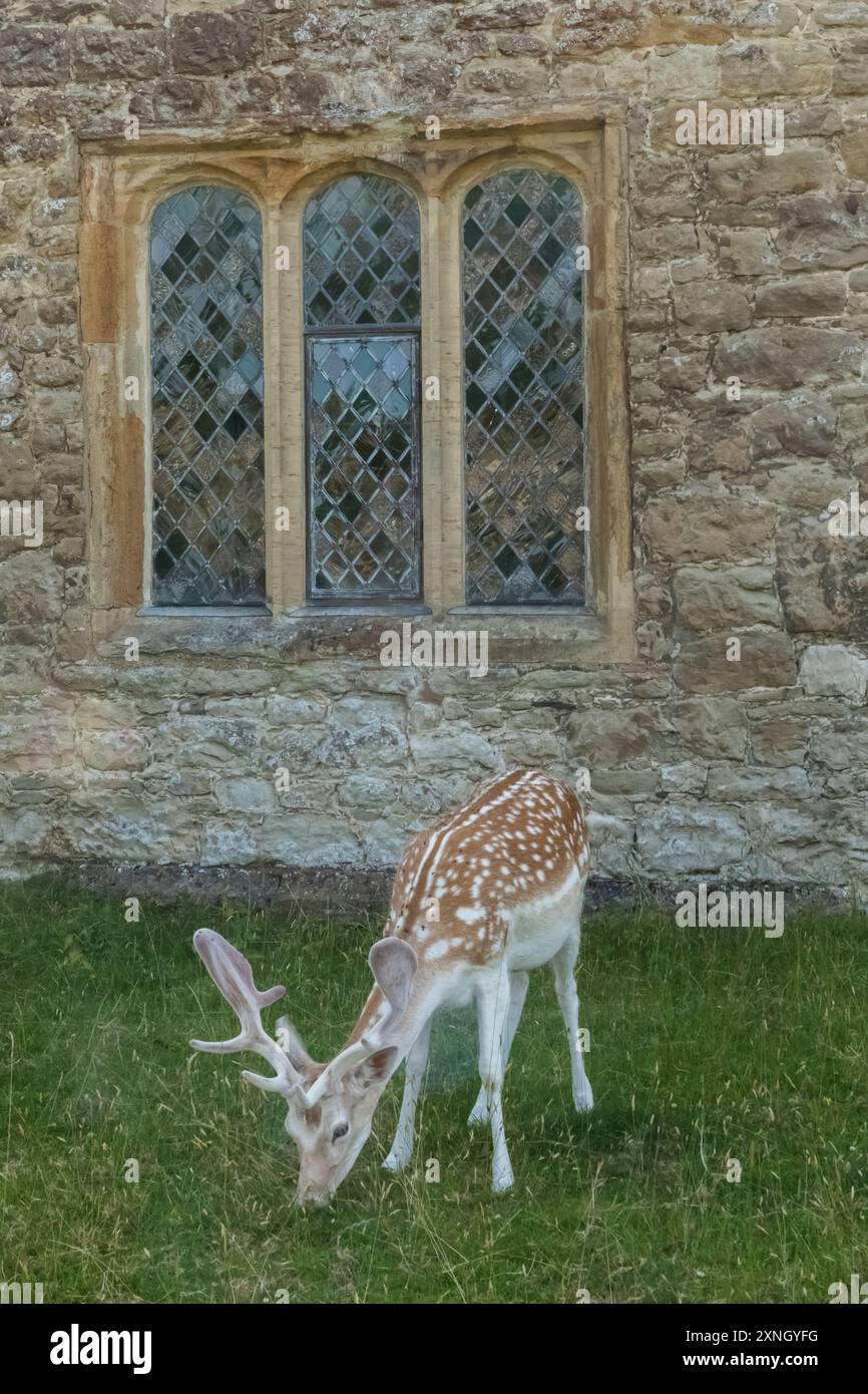 England, Kent, Sevenoaks, Knole House, Deer and the Wall of Knole House ...