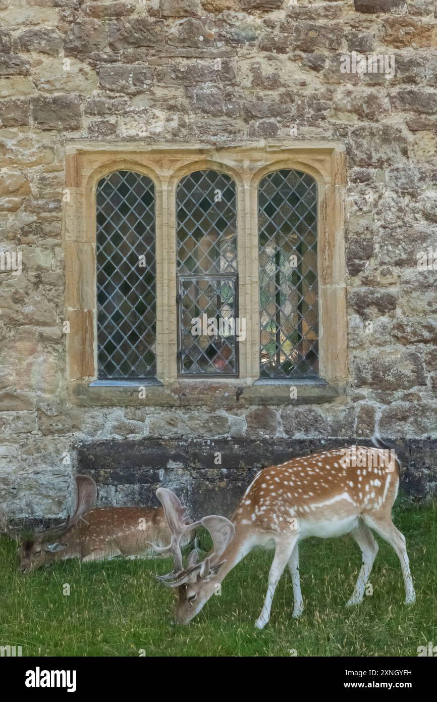 England, Kent, Sevenoaks, Knole House, Deer and the Wall of Knole House ...