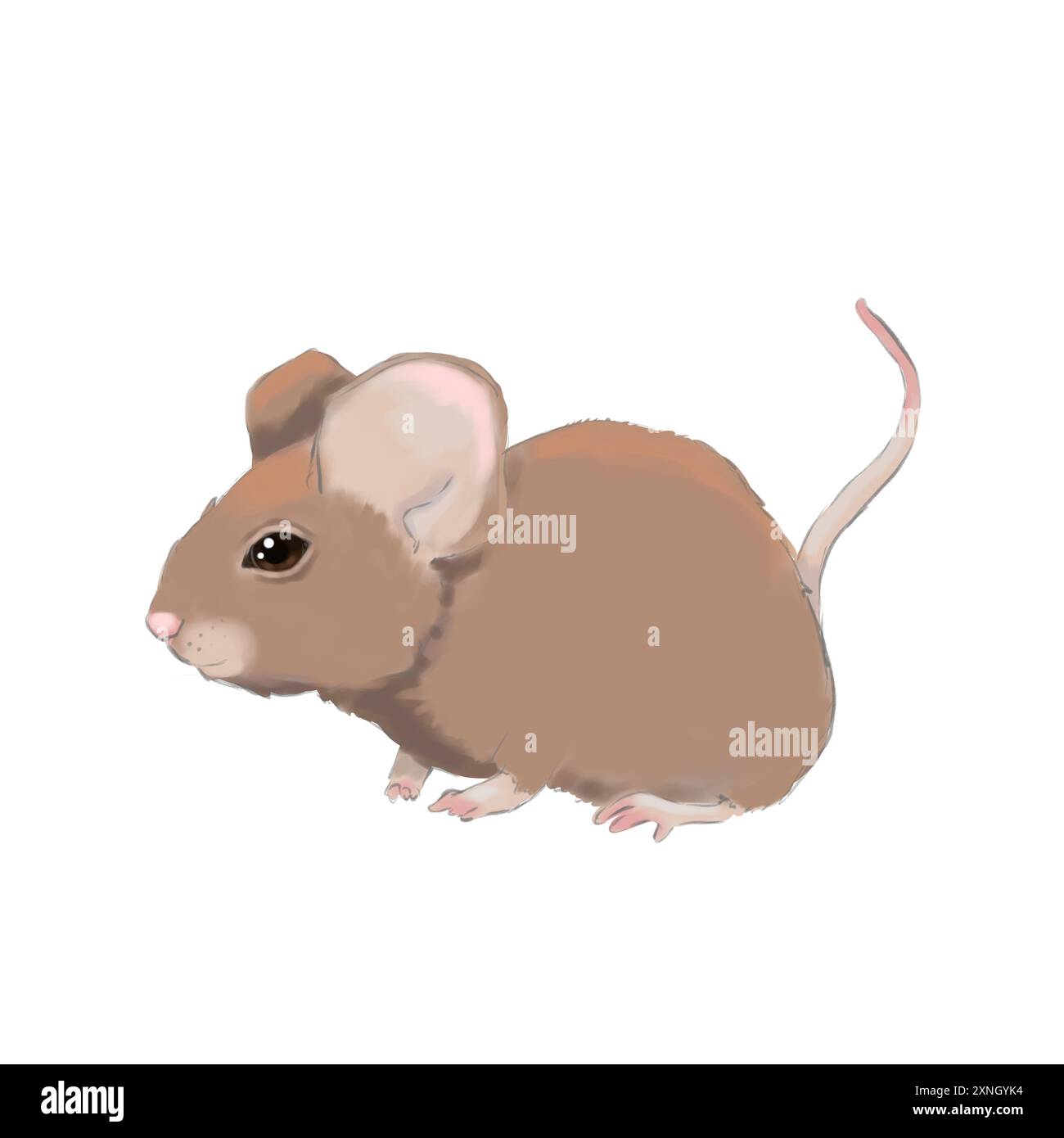 Field mouse drawing hi-res stock photography and images - Alamy
