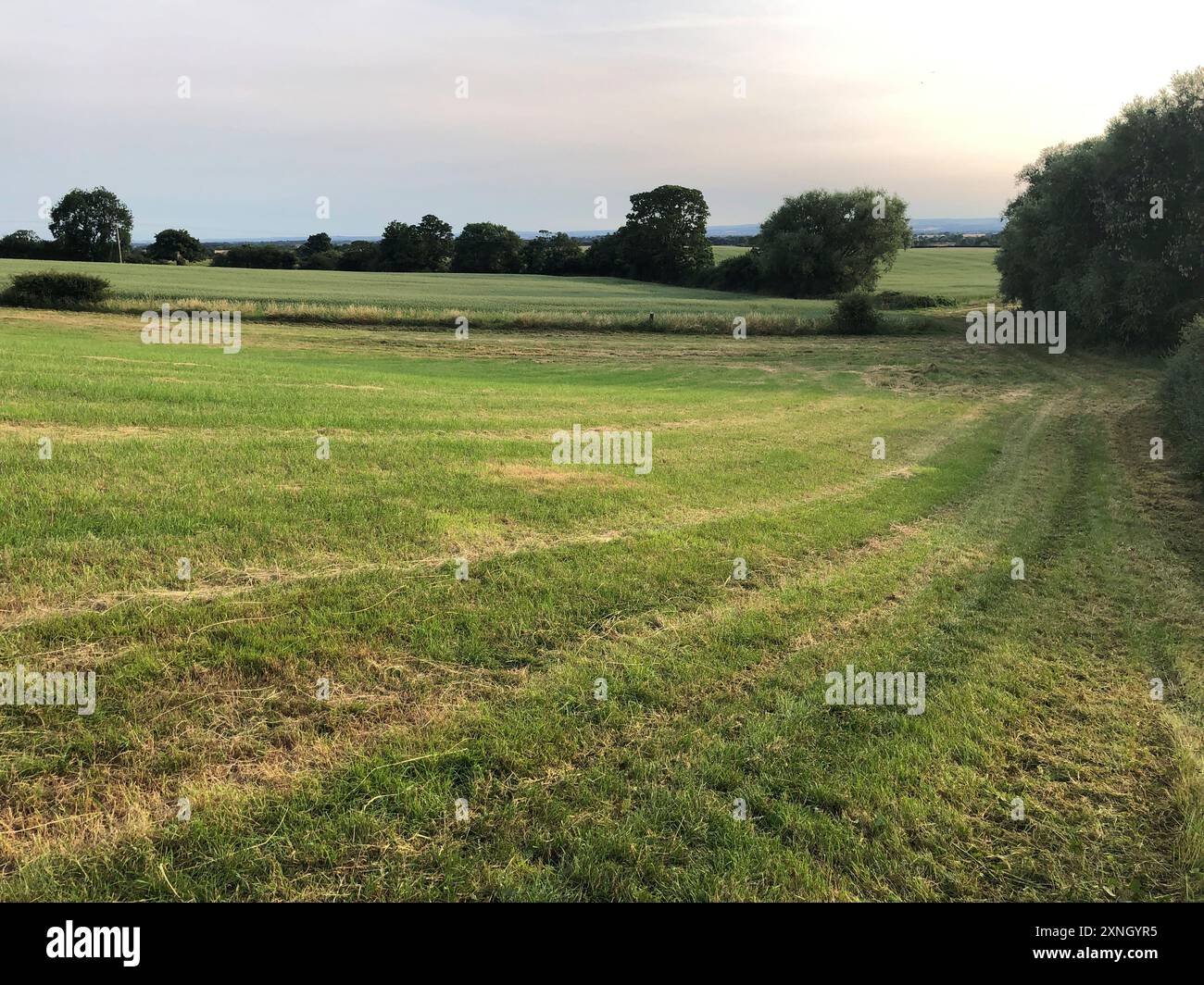 Farmland with trees, hedges, and a freshly cut grass field, in late ...