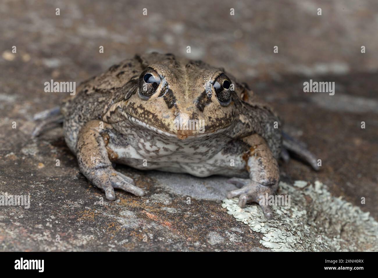Burrowing frog hi-res stock photography and images - Alamy