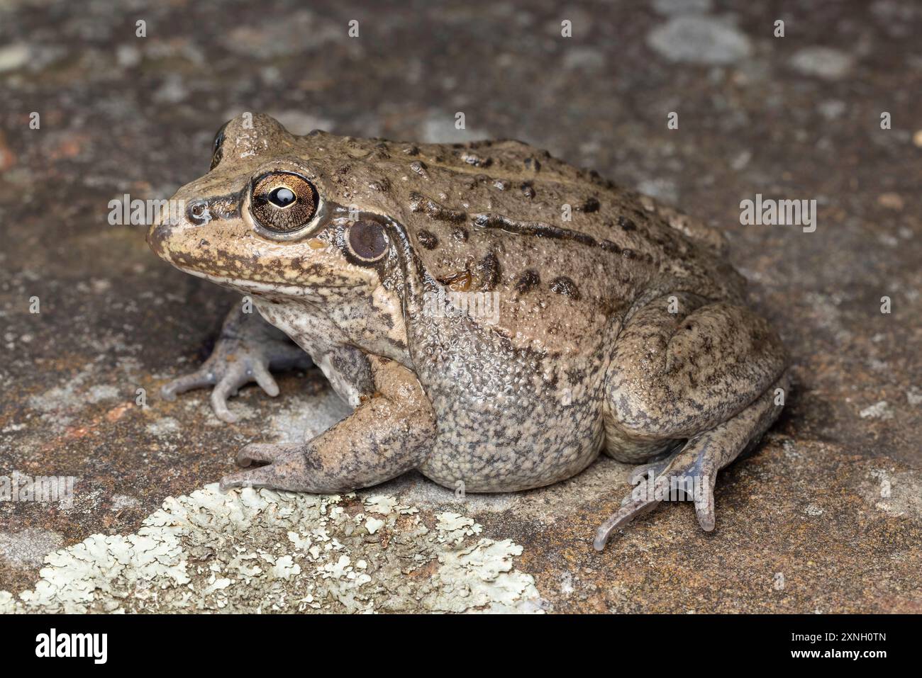 Burrowing frog hi-res stock photography and images - Alamy