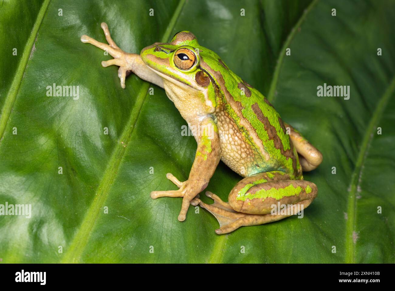 Endangered Australian Green and Golden Bell Frog Stock Photo - Alamy