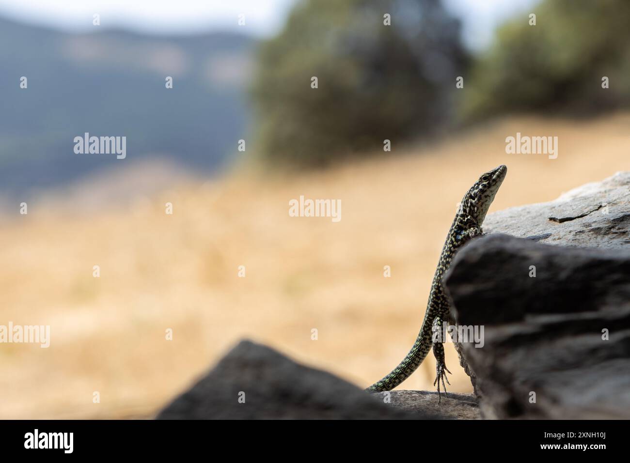 Lizard at their natural habitat hi-res stock photography and images - Alamy