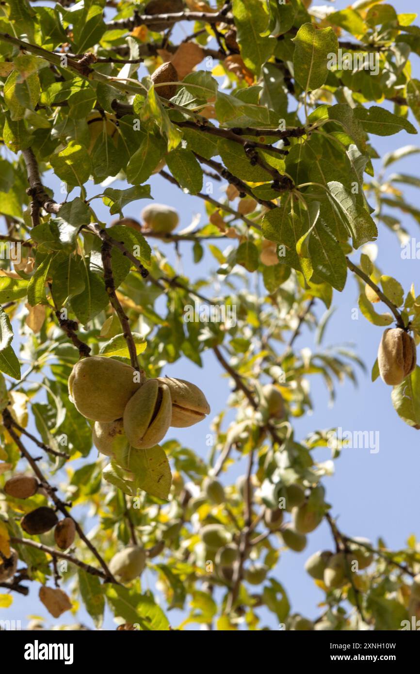 Almond tree harvest hi-res stock photography and images - Alamy