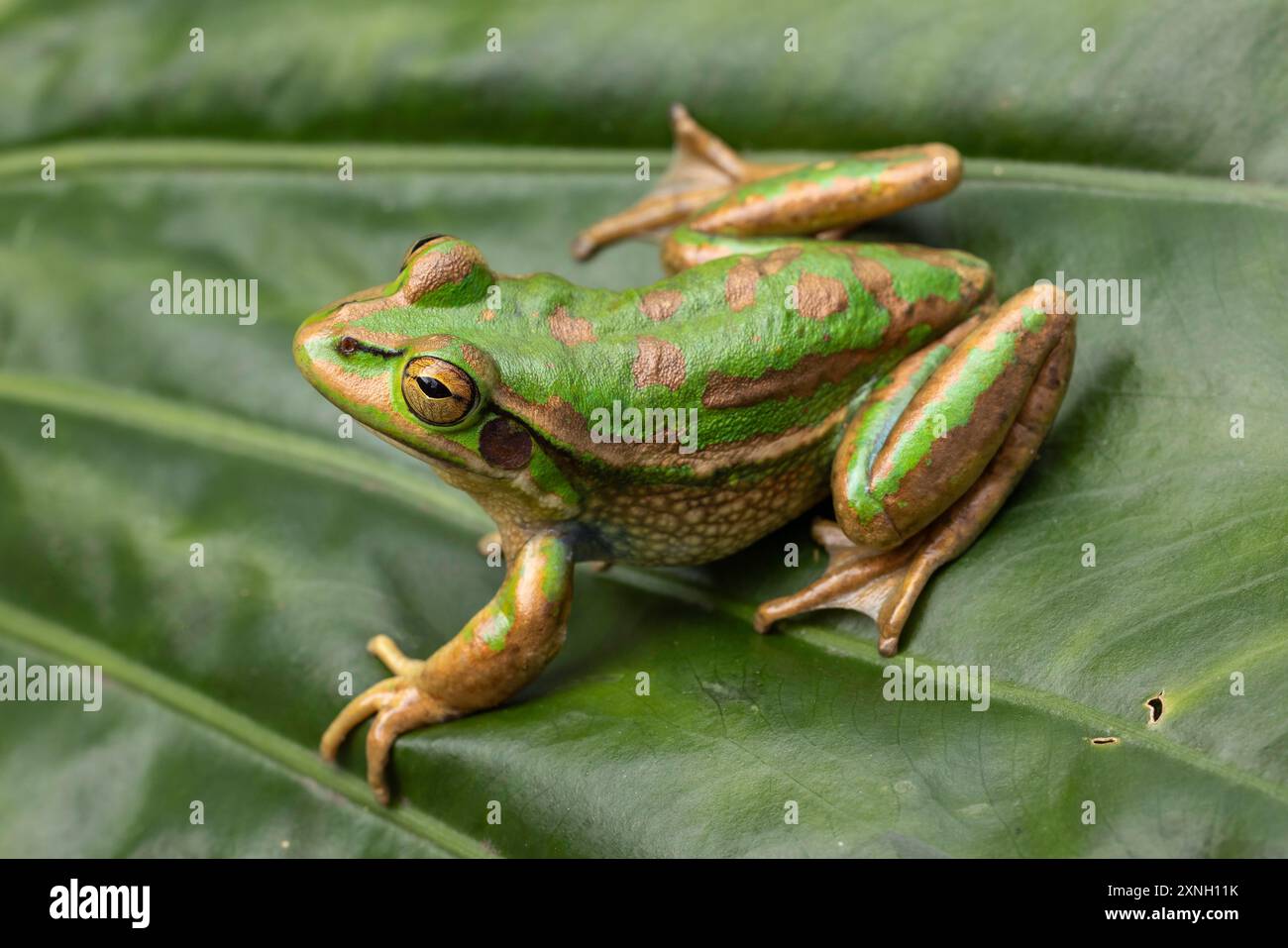 Endangered Australian Green and Golden Bell Frog Stock Photo - Alamy