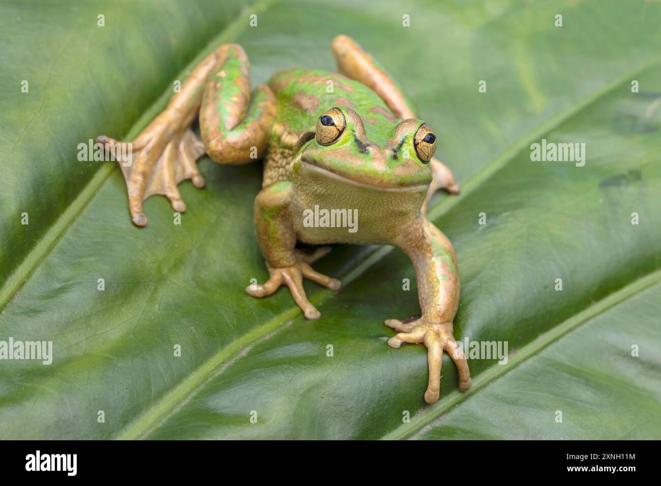 Endangered Australian Green and Golden Bell Frog Stock Photo - Alamy