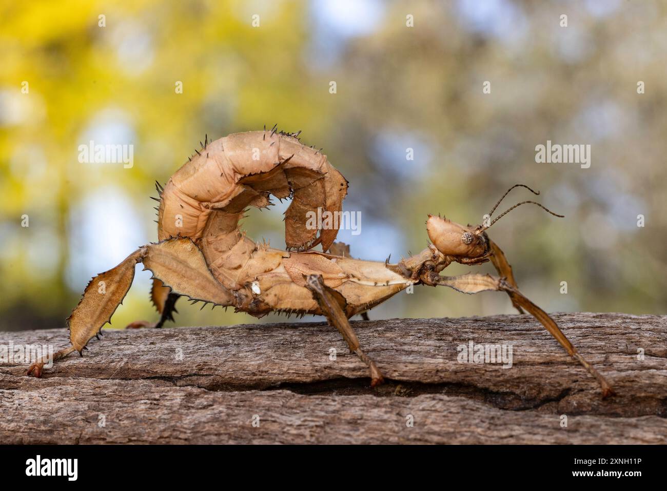 The spiny leaf insect hi-res stock photography and images - Alamy