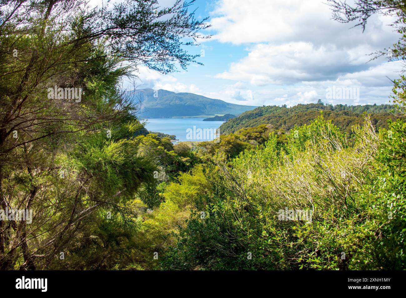 Rift Valley Crater in Waimangu Volcanic Valley - New Zealand Stock ...