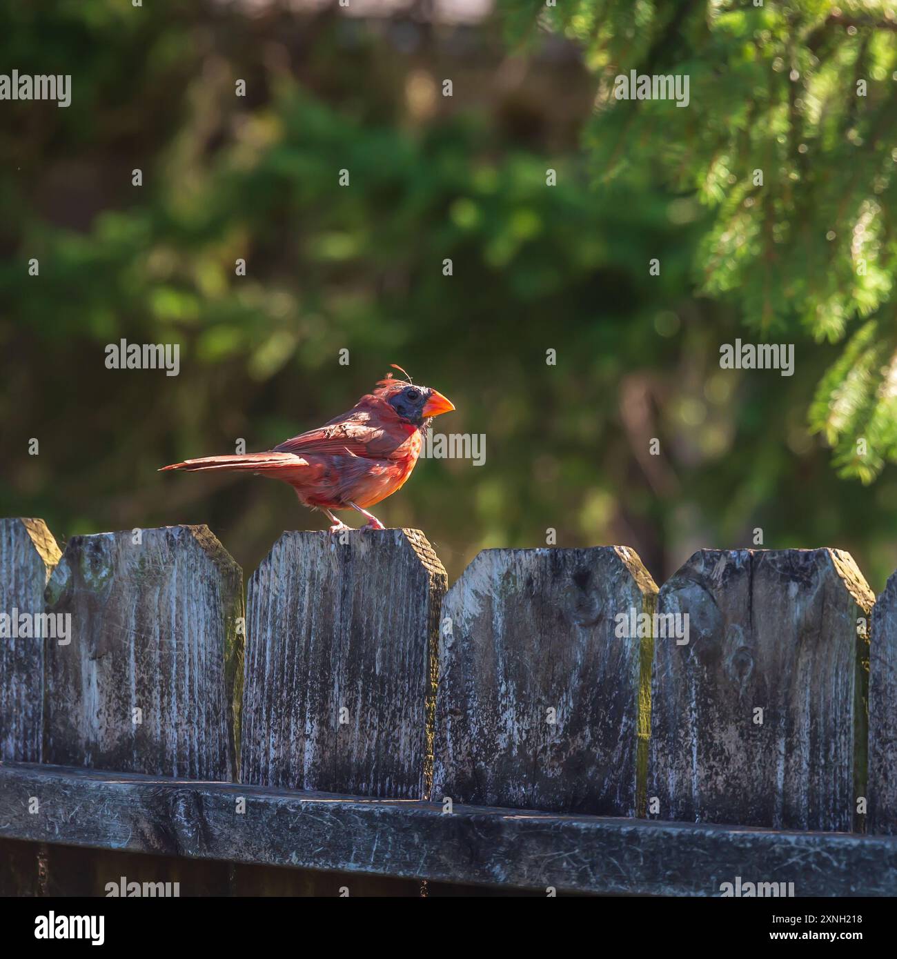 Cardinal bird on a fence hi-res stock photography and images - Alamy