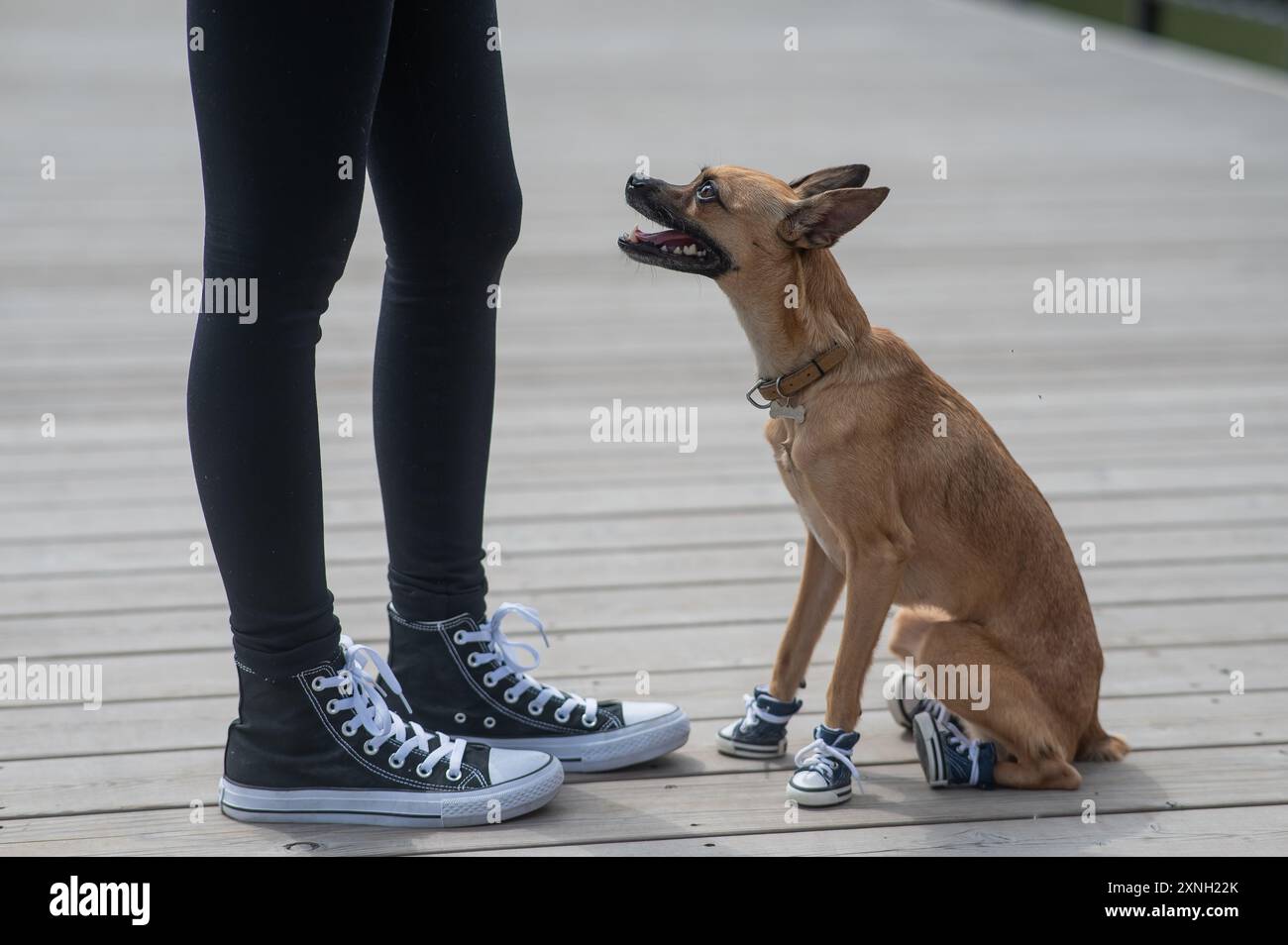 Faceless woman and cute little dog walking in matching sneakers Stock ...
