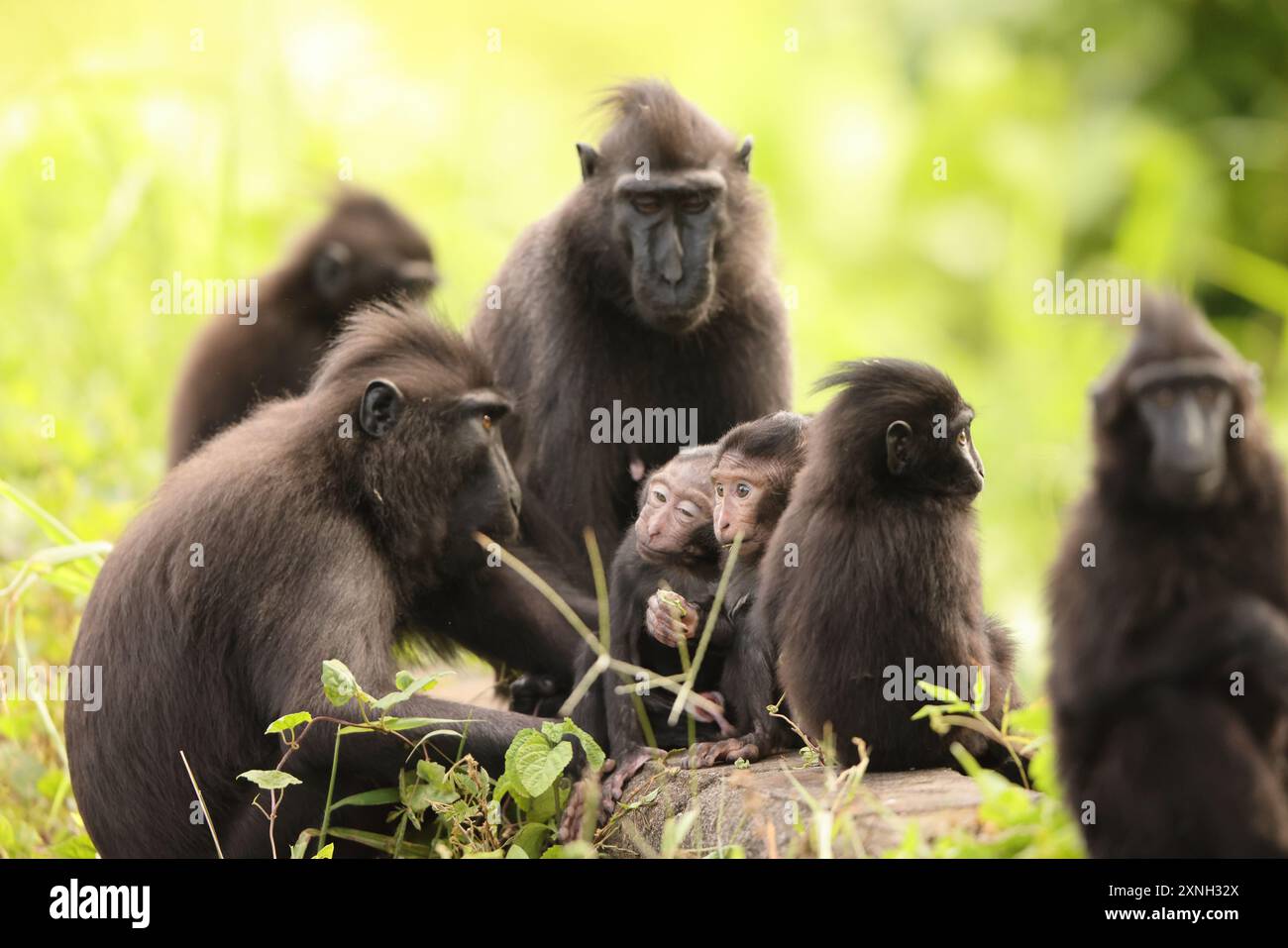 The Celebes crested macaque (Macaca nigra), also known as the crested ...