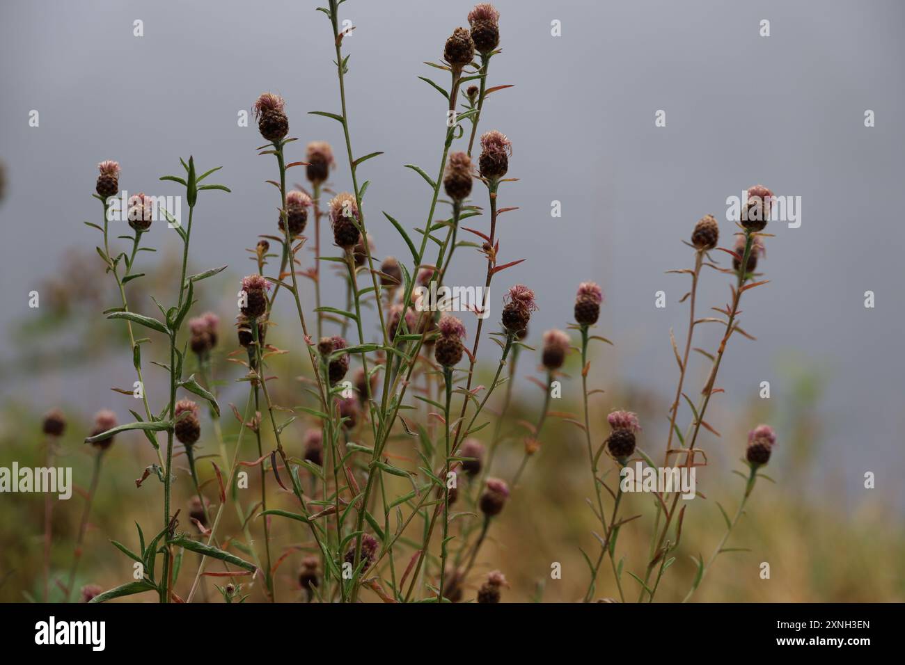 Invasive spotted knapweed hi-res stock photography and images - Alamy