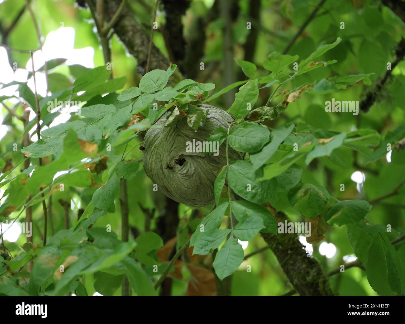 Circular hornet nest hi-res stock photography and images - Alamy