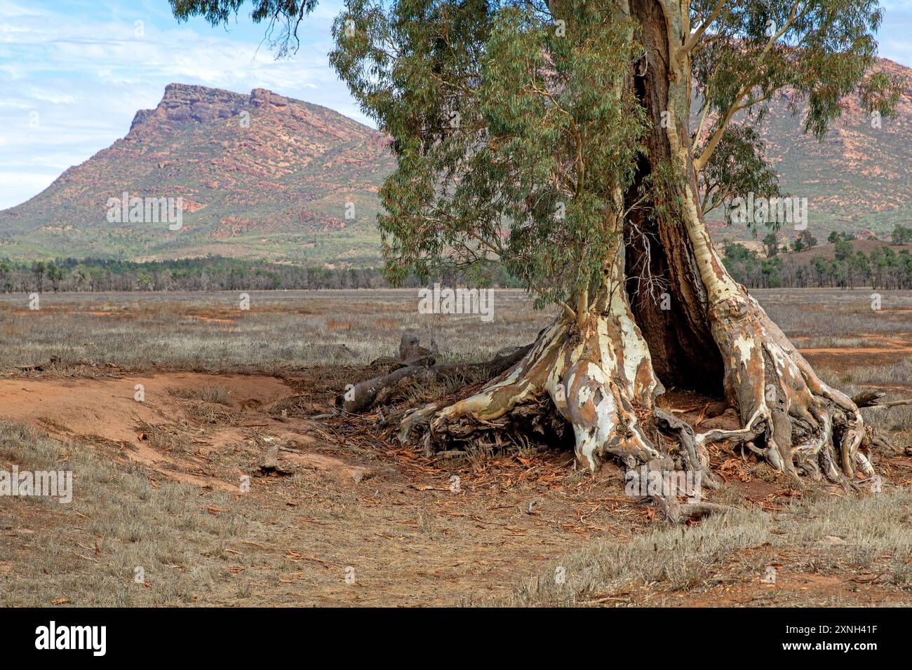 The Cazneaux Tree and Wilpena Pound (Ikara Stock Photo - Alamy