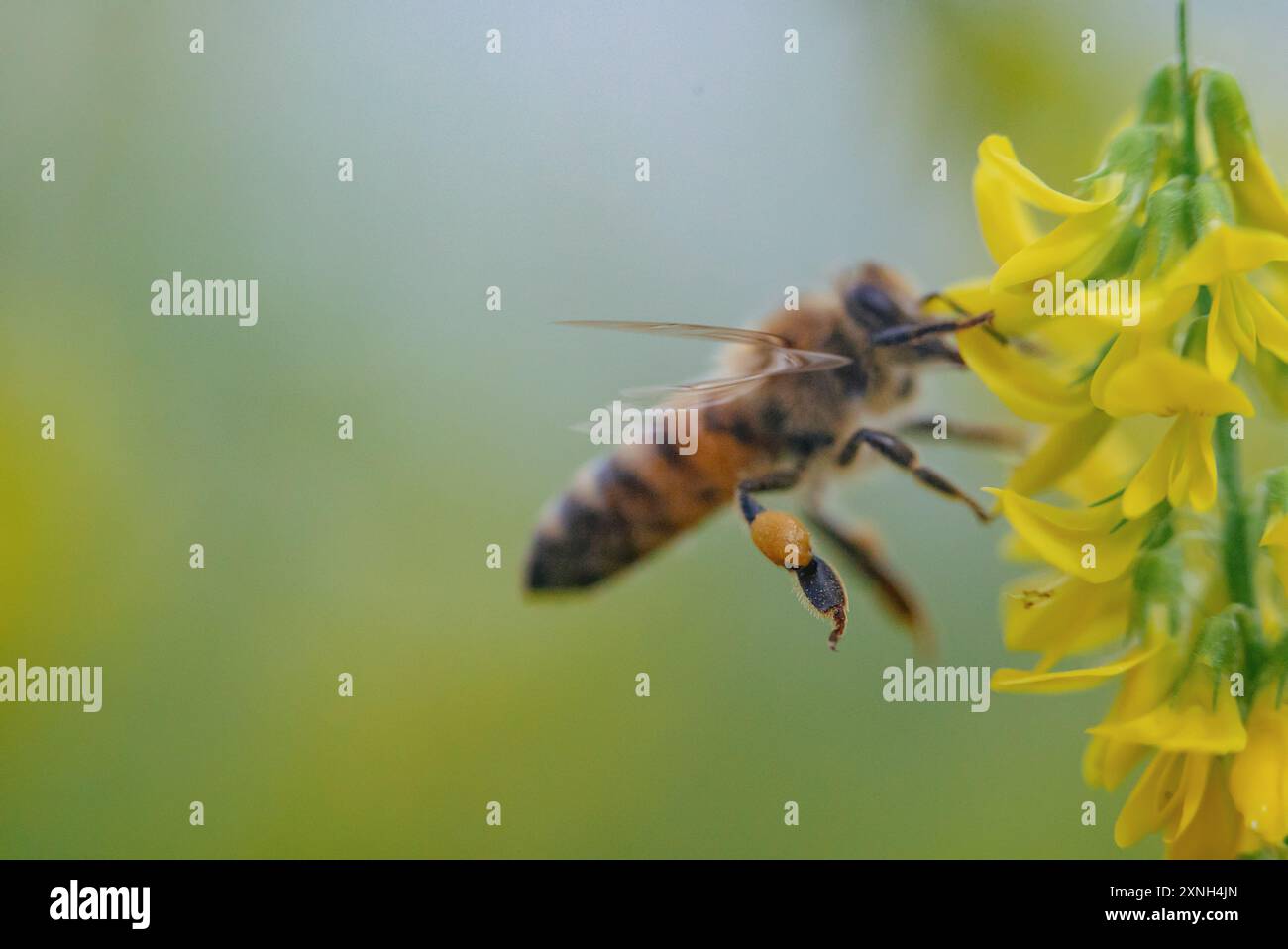 Honey Bee With Pollen Baskets on Hind Legs Collecting Nectar from Tall Melilot Flower in Flight ...