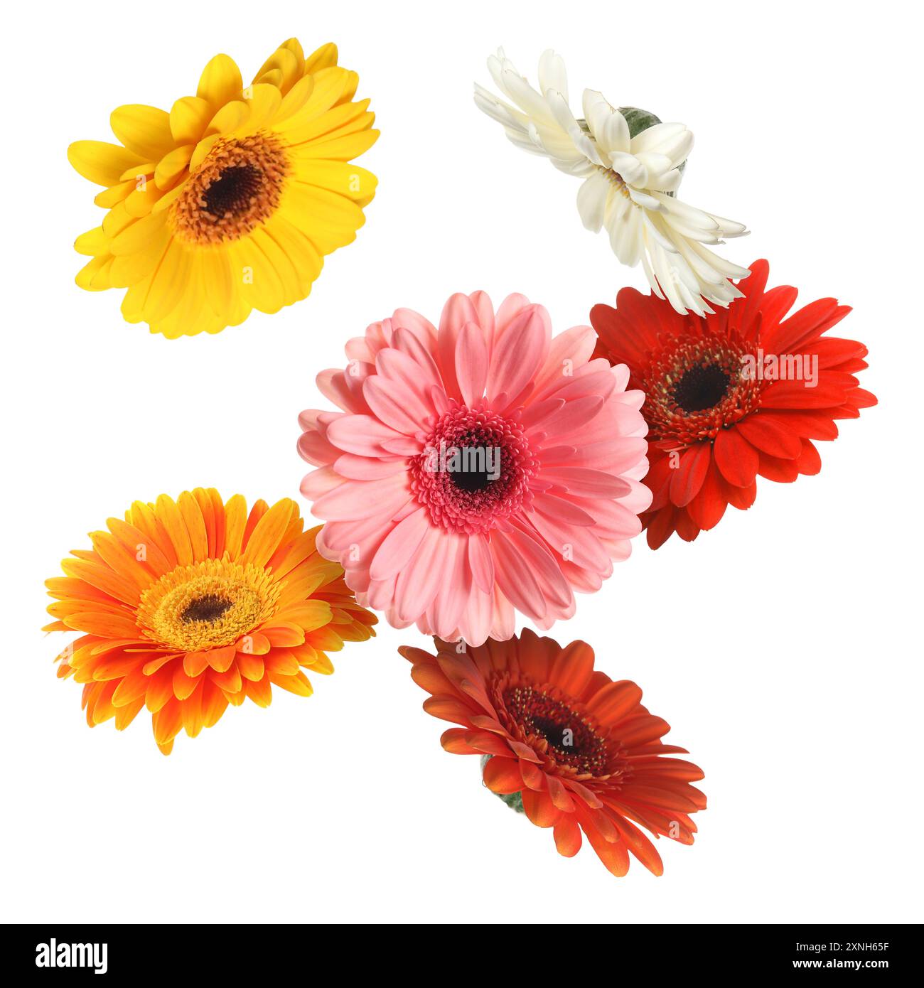 Colorful gerbera flowers in air on white background Stock Photo - Alamy
