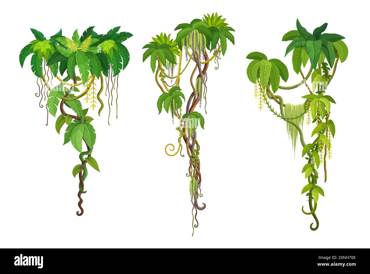Tropical jungle liana vine branches of ivy or creeper plant with green ...