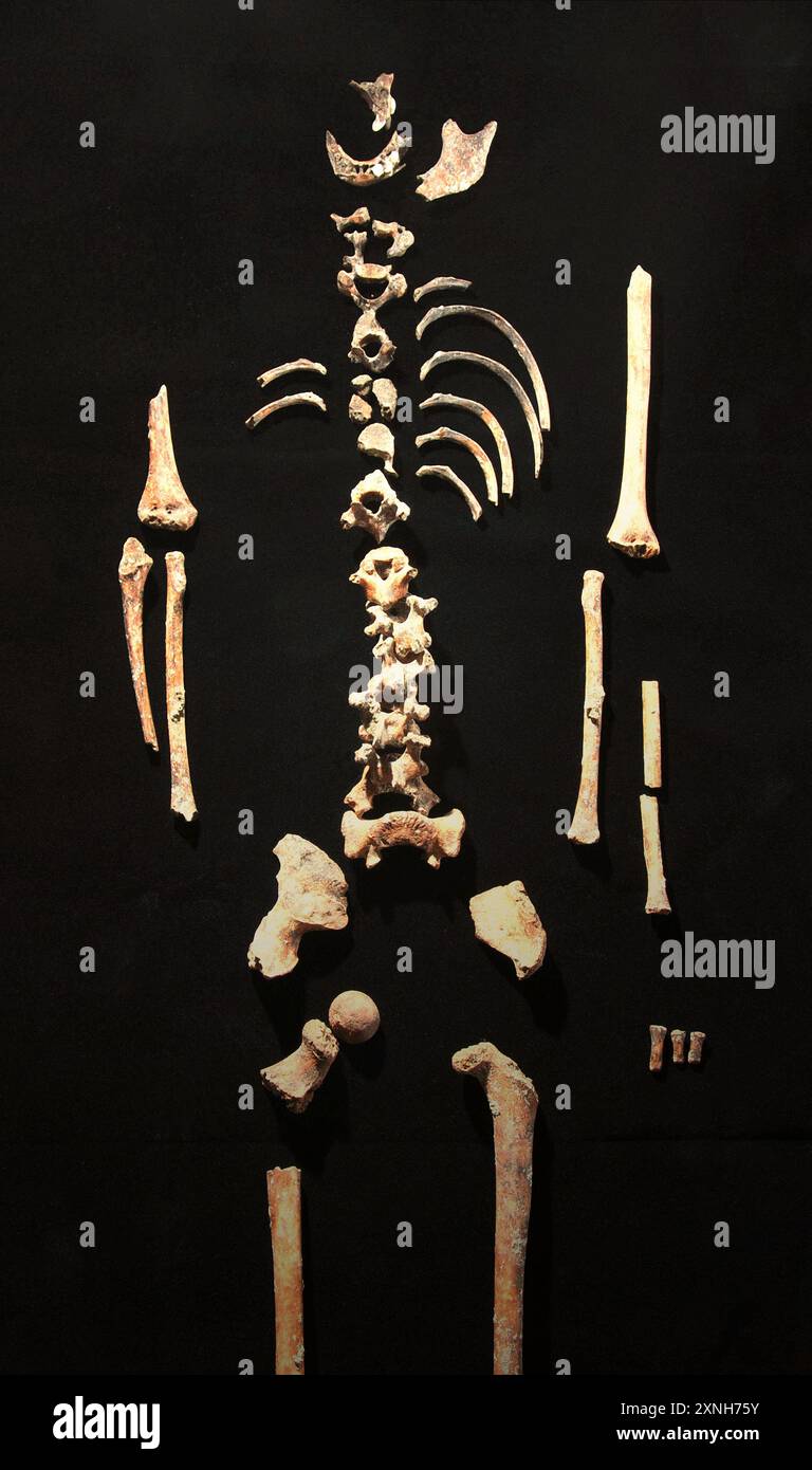 Skeleton of prehistoric human that was discovered in Batujaya, Karawang ...