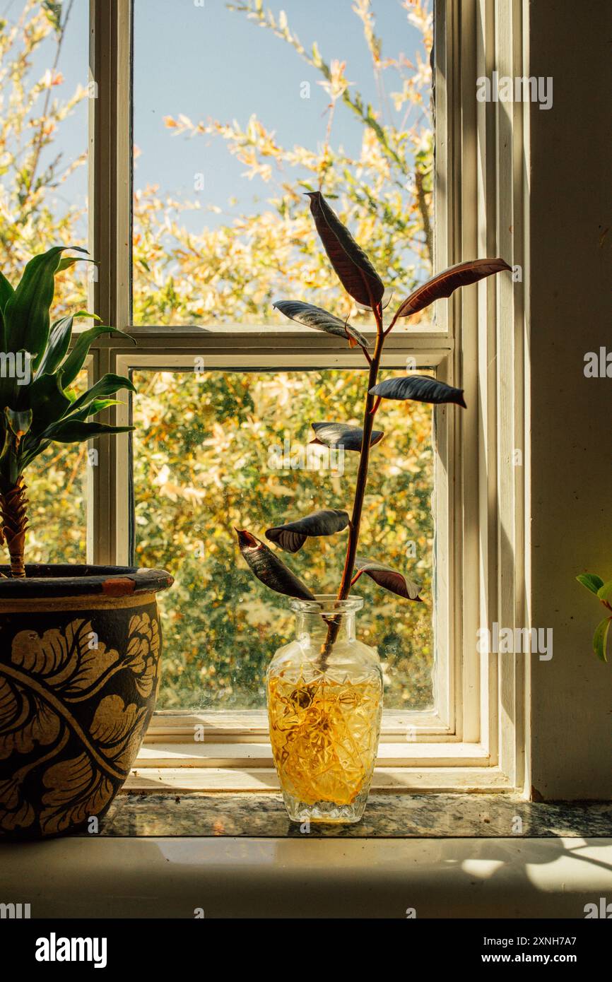 propagating a rubber tree on the window sill in the kitchen Stock Photo ...