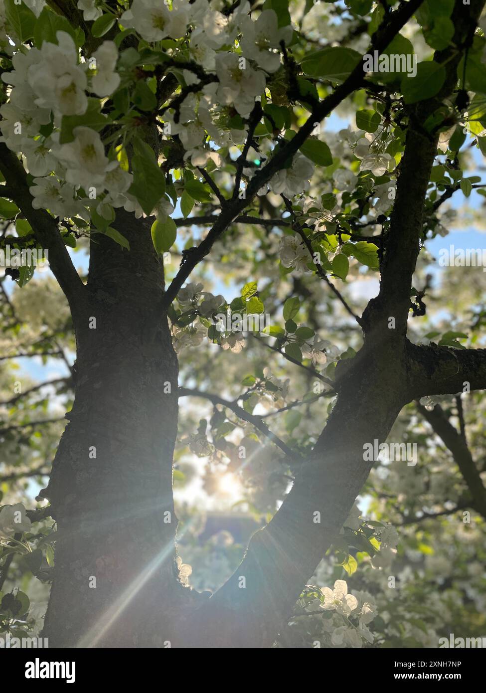Beautiful blooming tree branches with sunlight filtering through ...