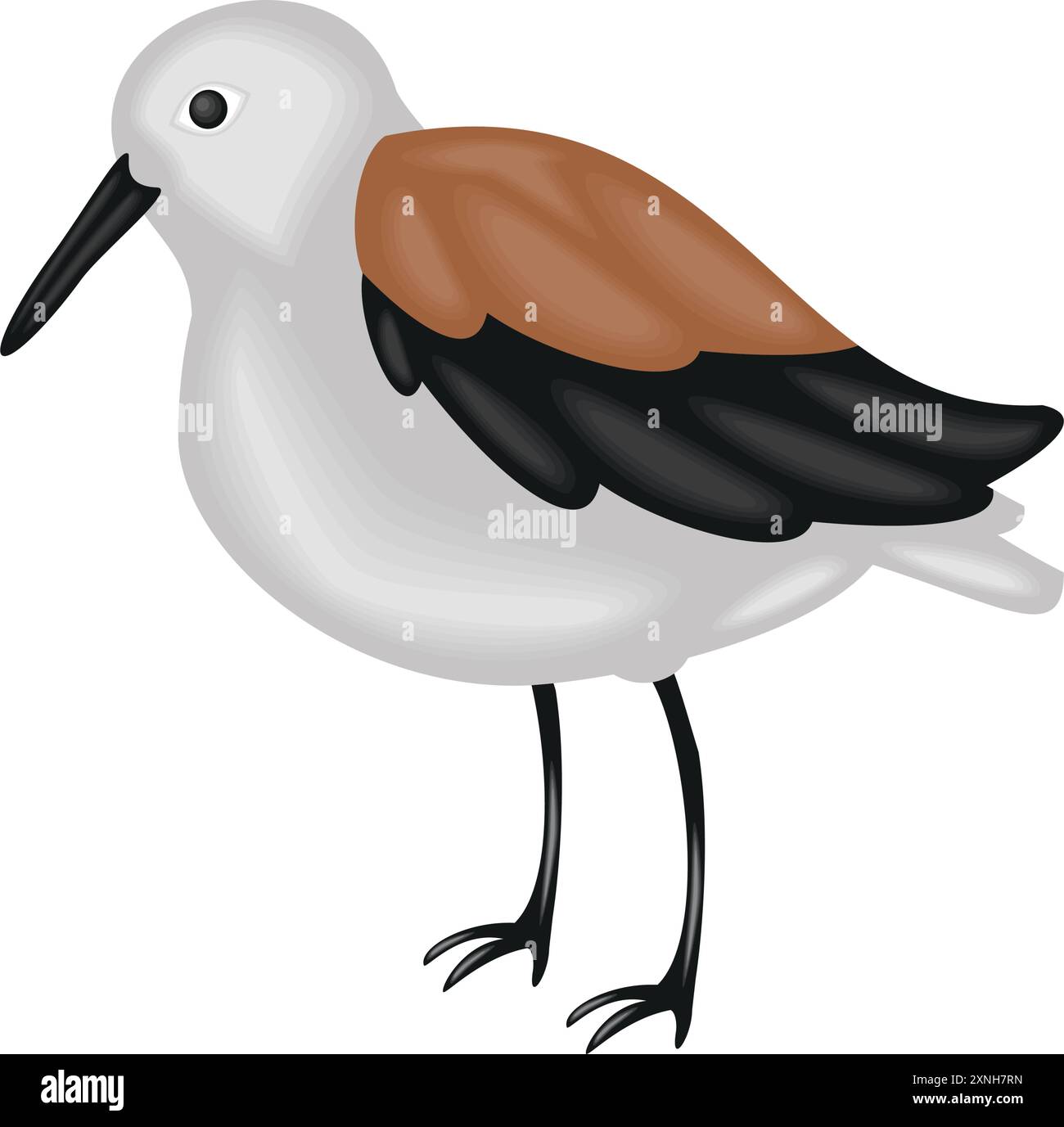 black tailed godwit bird Stock Vector Image & Art - Alamy
