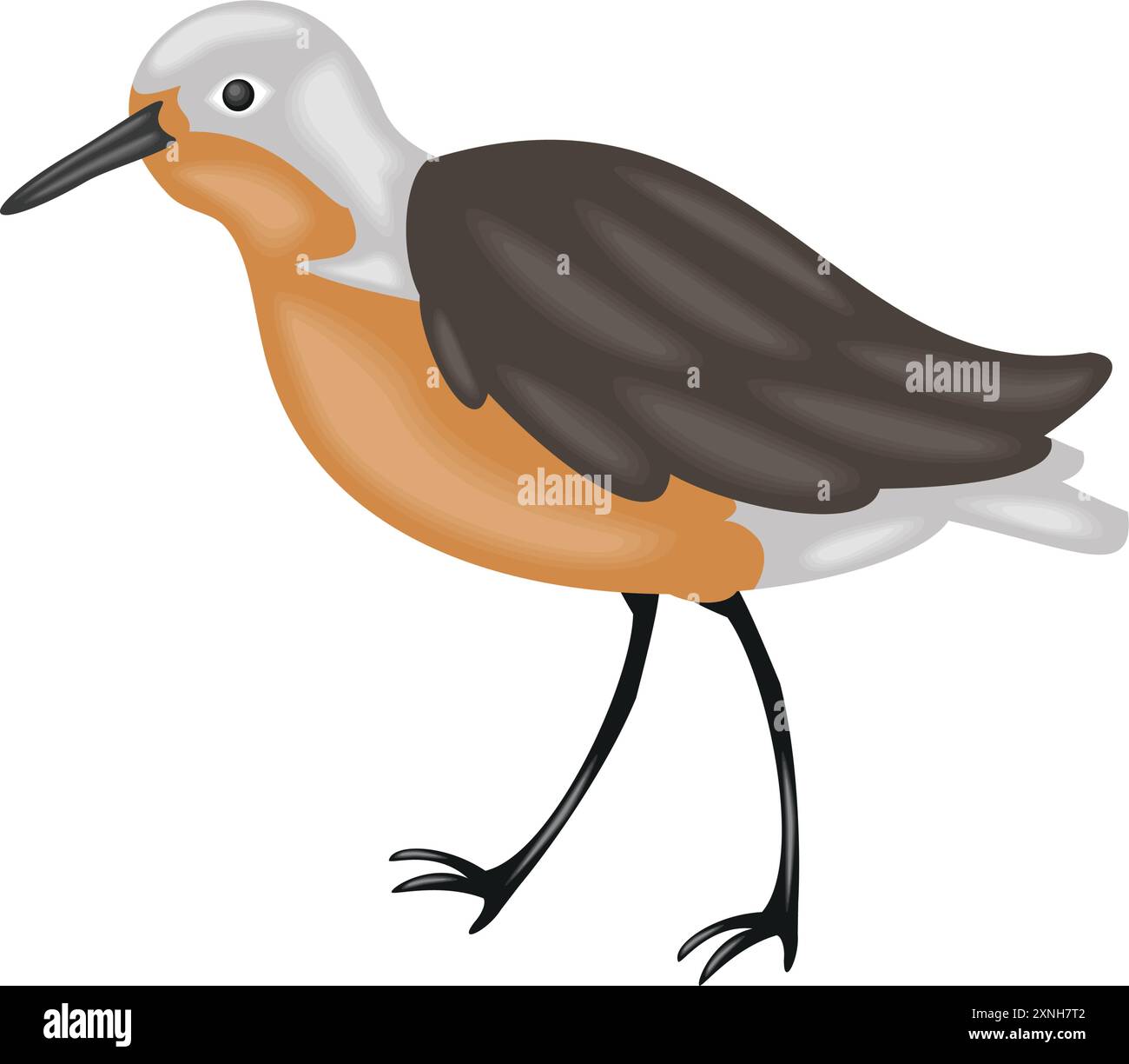Sandpiper bird Stock Vector Images - Alamy