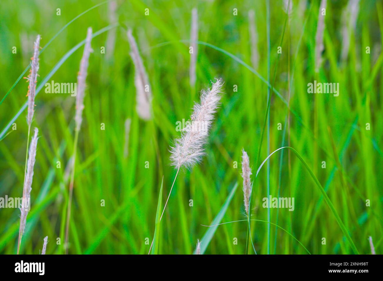 Kunai grass or Cogon grass white flowers on a beautiful green blurry ...