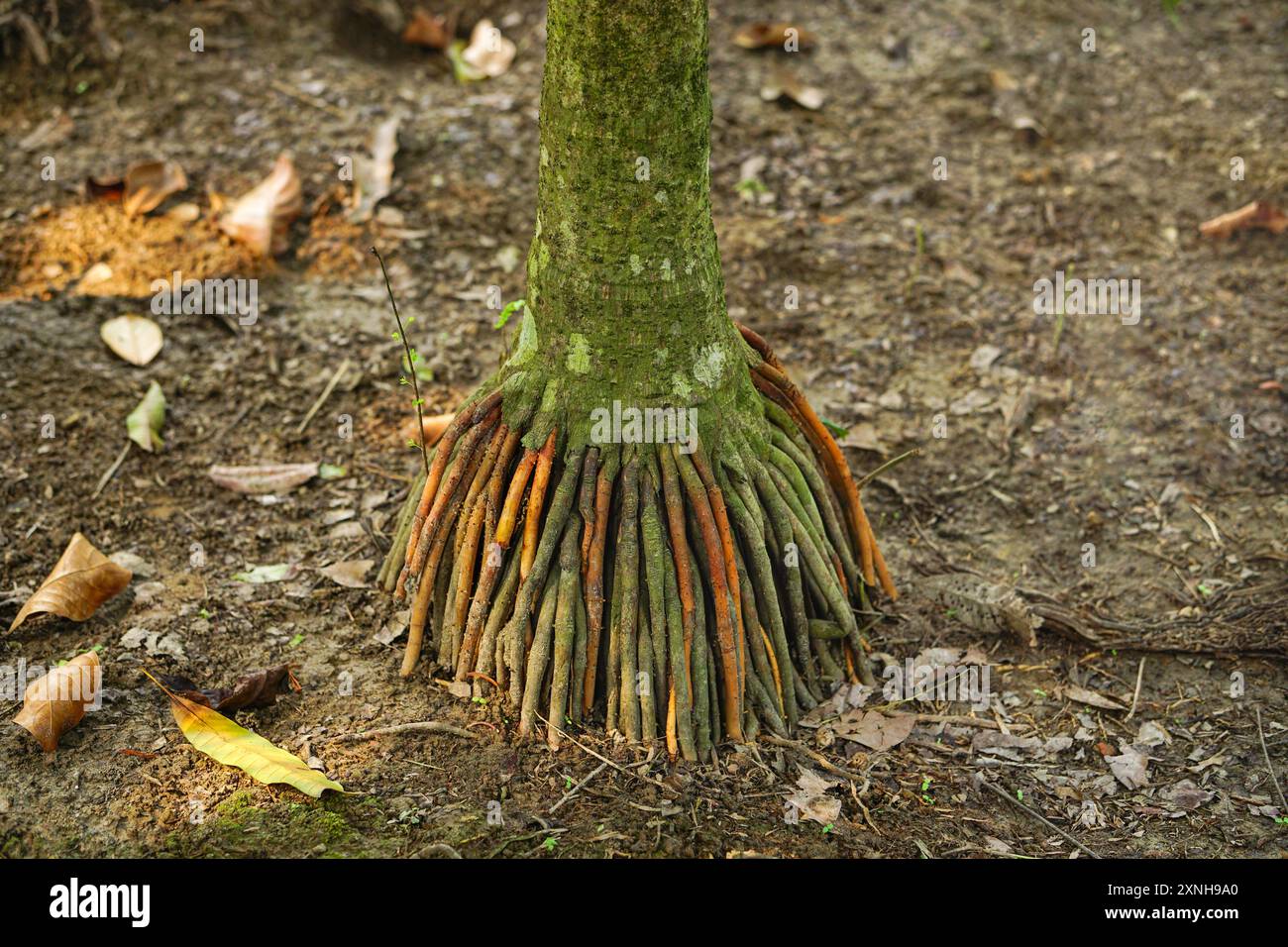 Areca Palm Root System