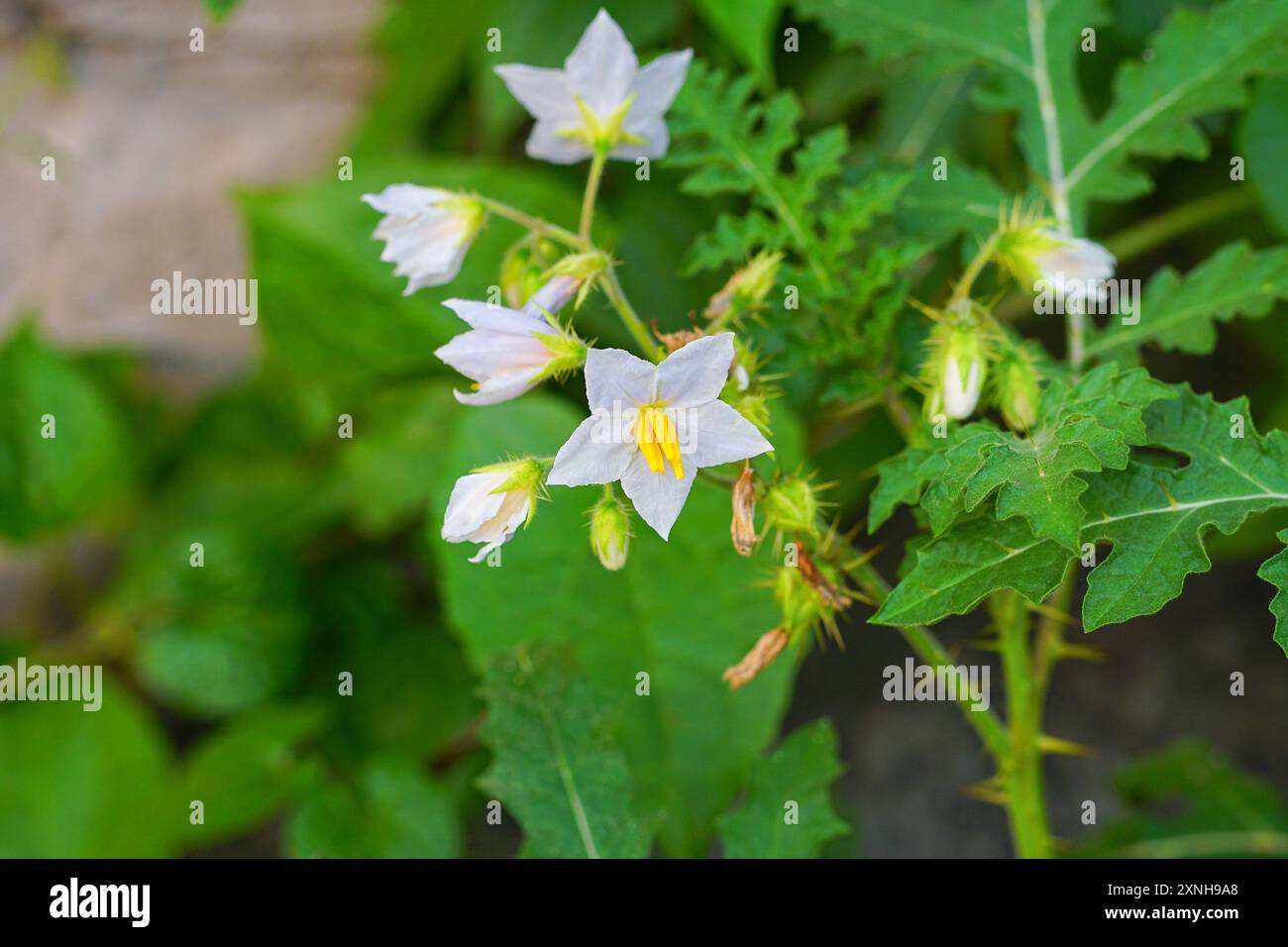 Carolina horsenettle flowers with it's leaves, Scientific name ...