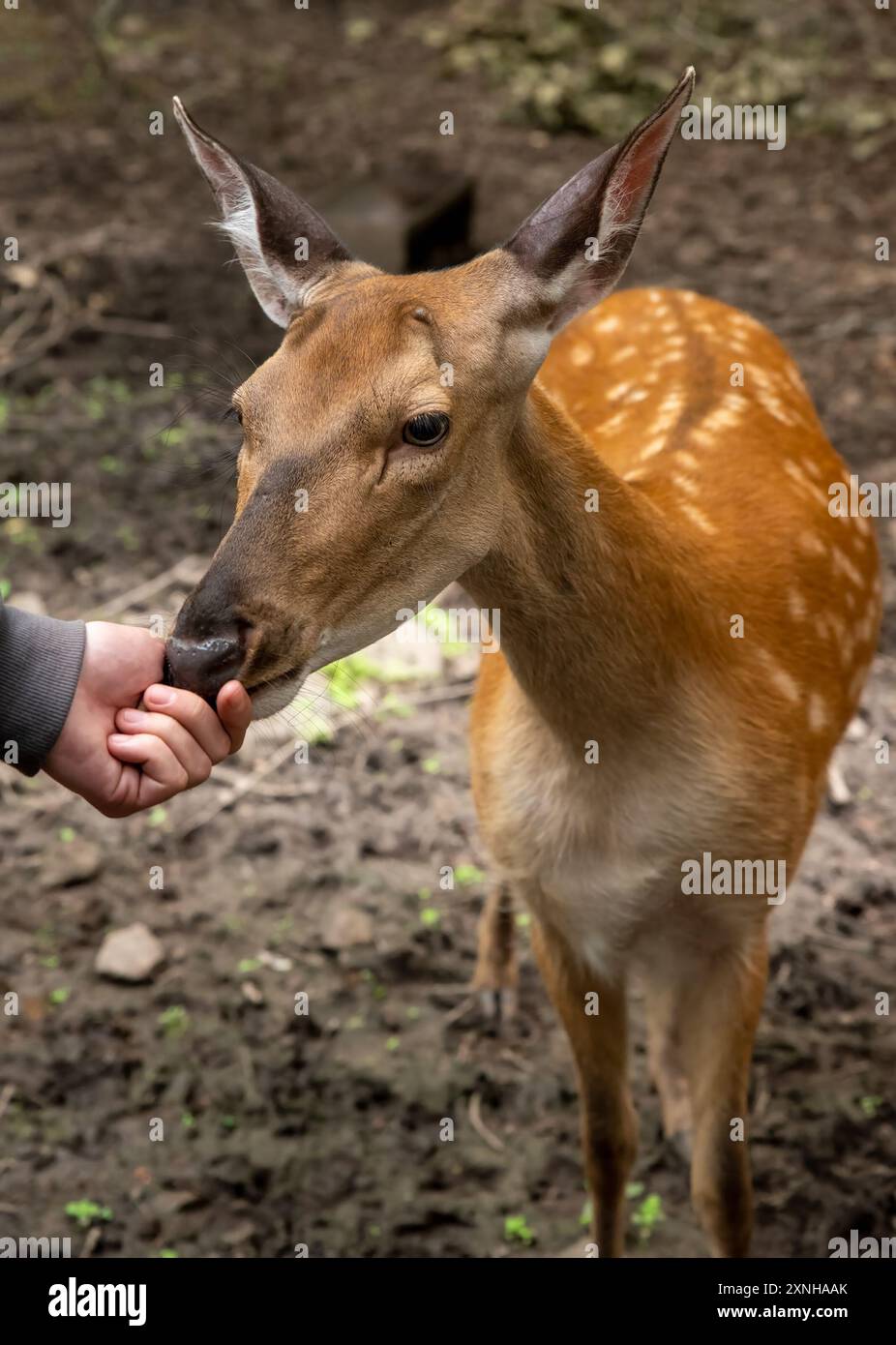 Person feeding the sika deer (Cervus nippon), also known as the ...