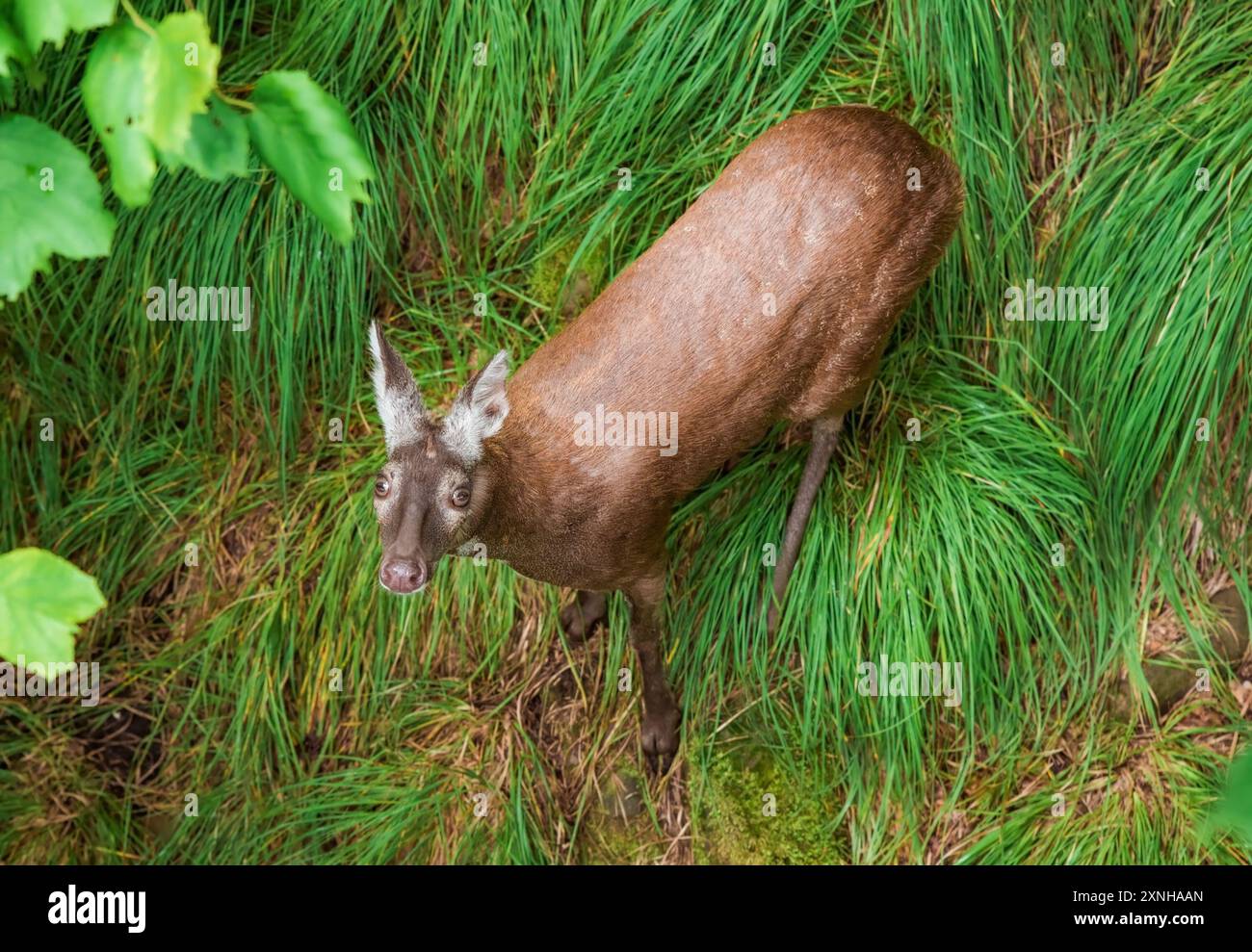 The Siberian musk deer (Moschus moschiferus) walking in the Far east of ...
