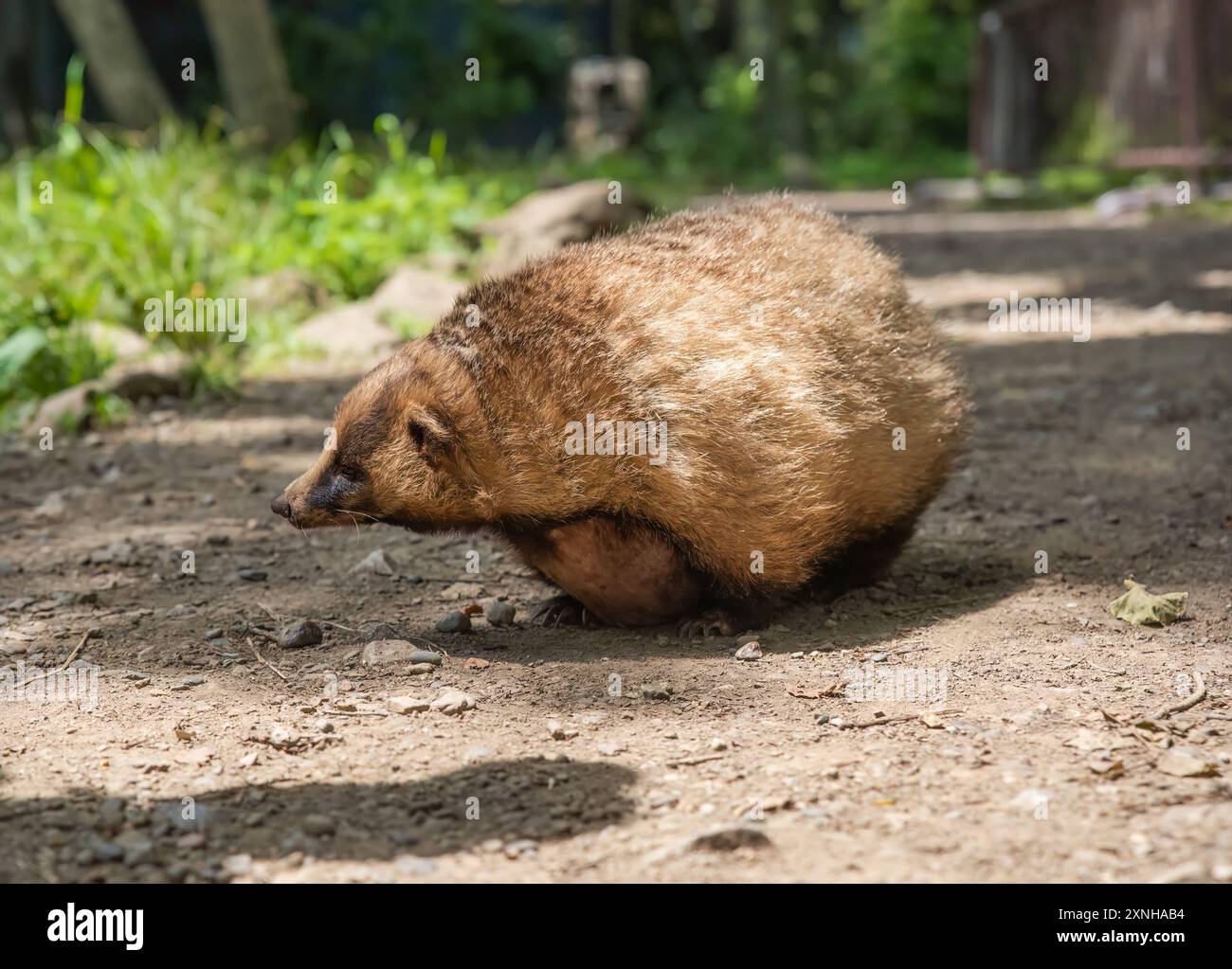 The Japanese badger (Meles anakuma) walking Stock Photo - Alamy