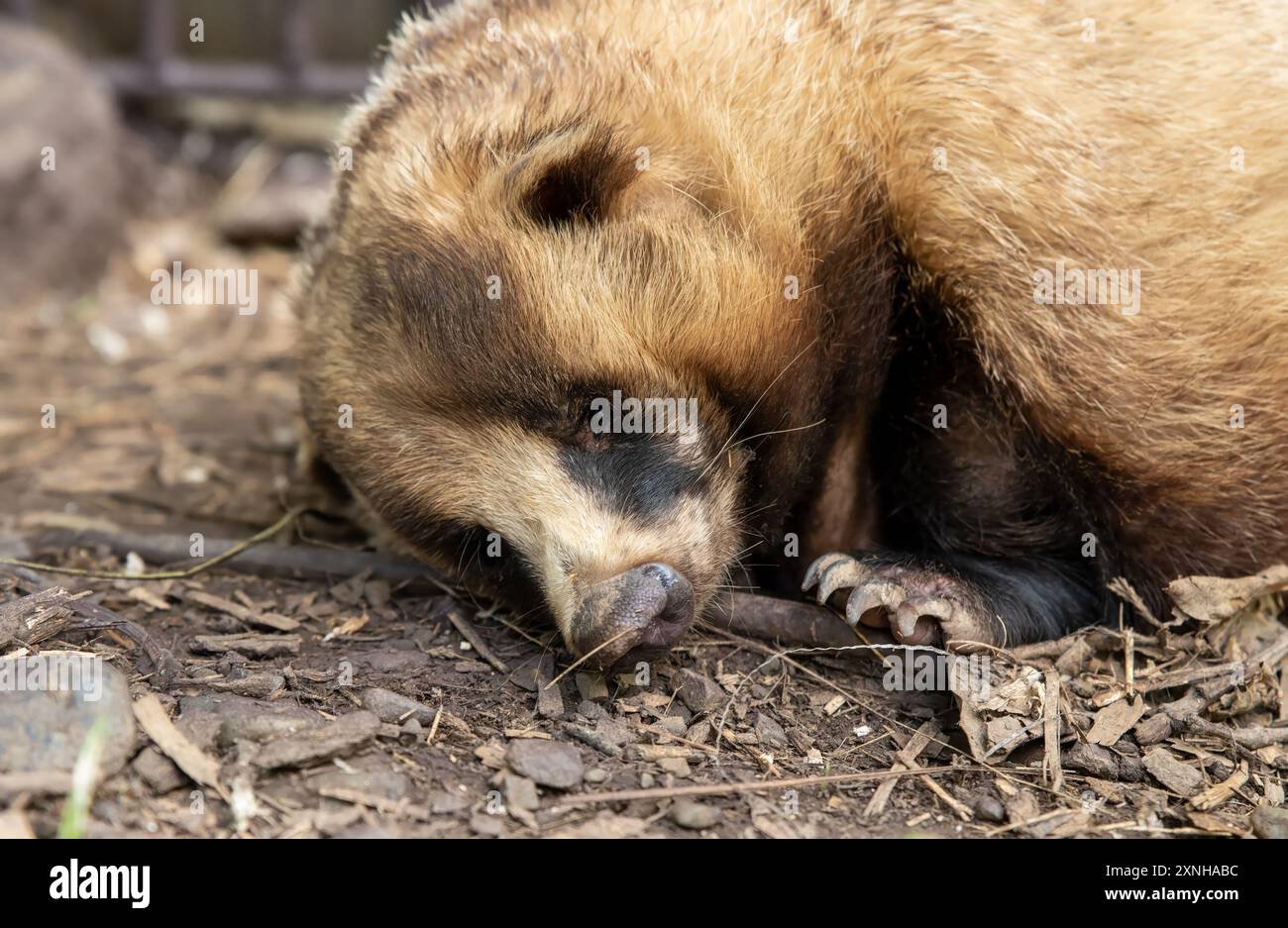 Cute badger meles meles hi-res stock photography and images - Alamy