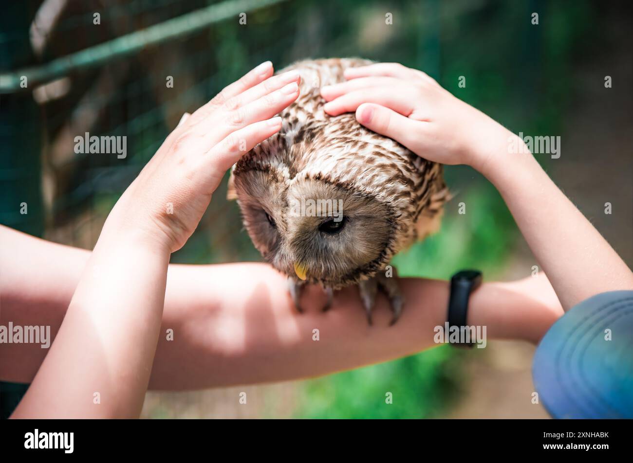 People hold and pet Ural owl (Strix uralensis) bird on arm as a caring ...