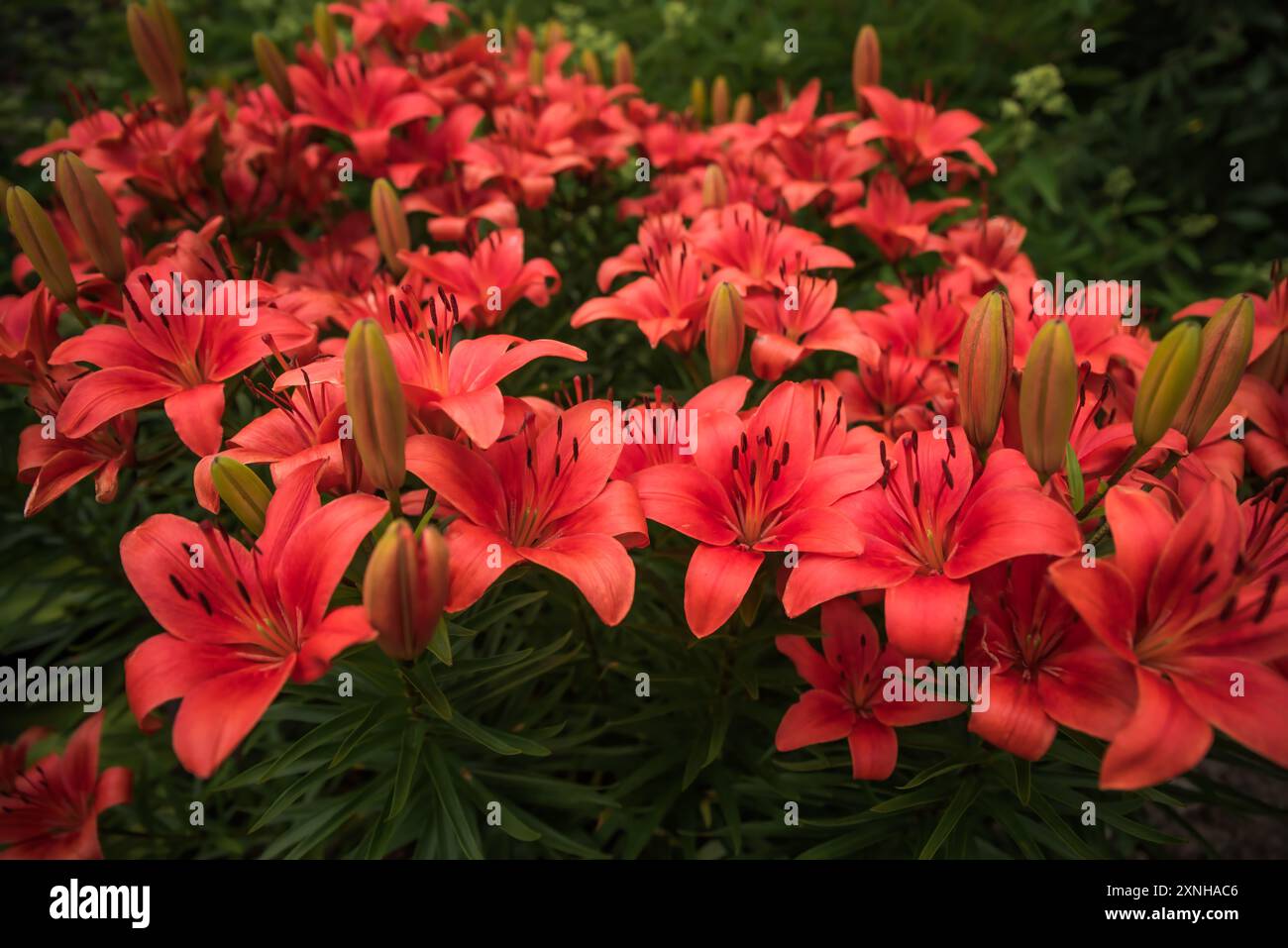 Lilium Asiatic Hybrid or Red Lilies growing in russia Stock Photo - Alamy