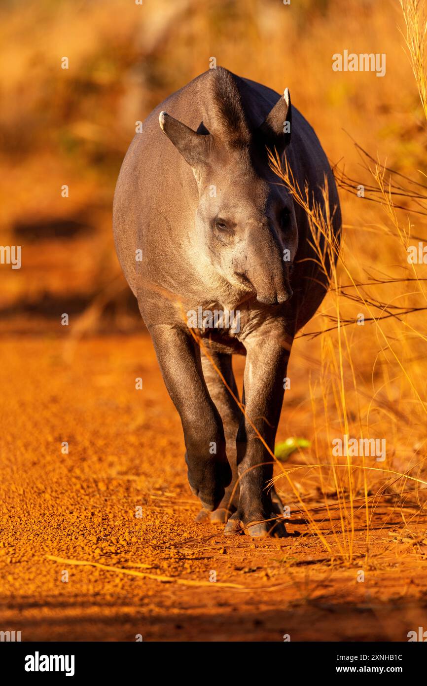 Tapir, the biggest South American mammal walking on the road at Emas ...