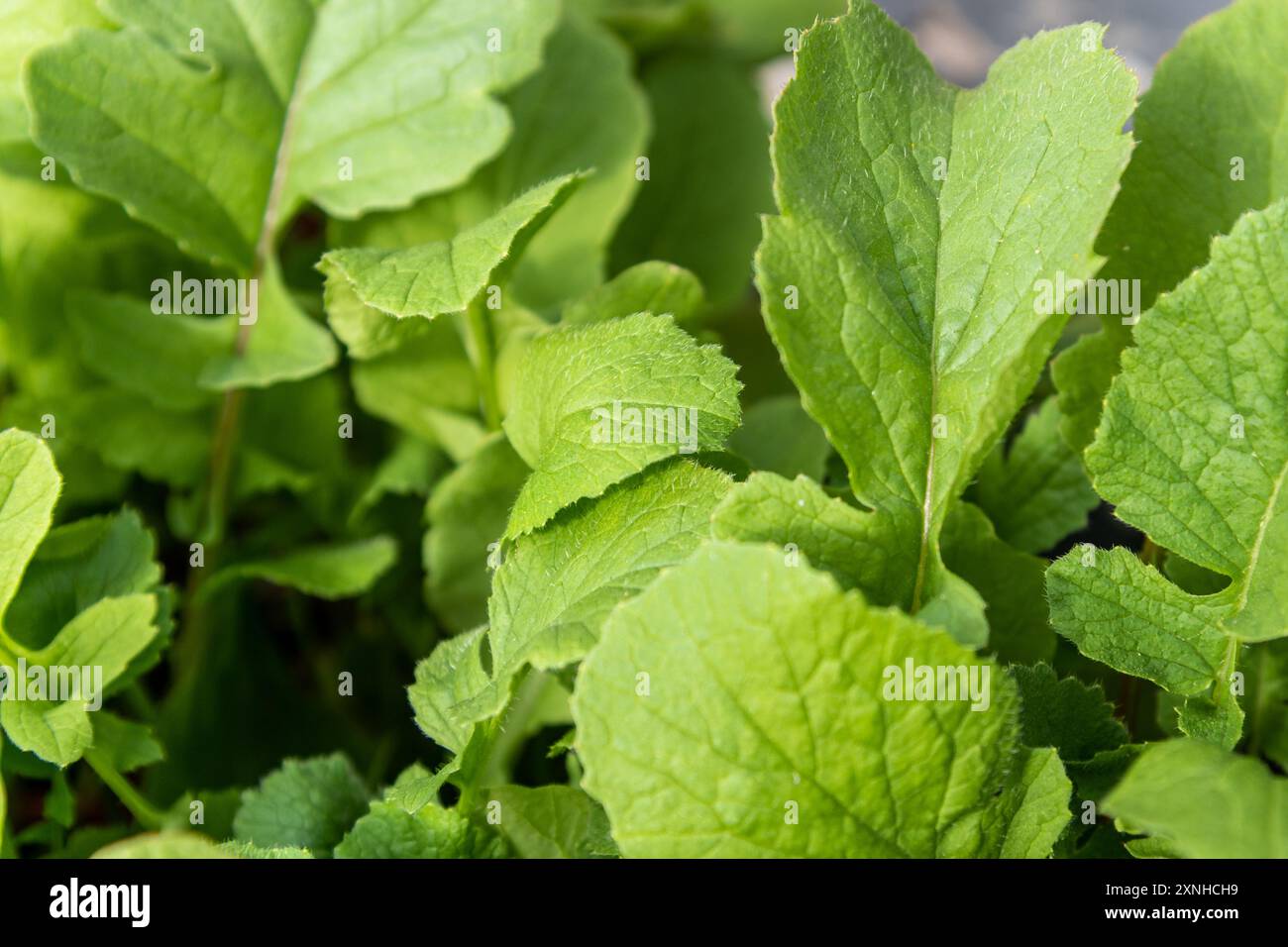 Close up of radish plant, healthy leaves taken in indoor greenhouse ...